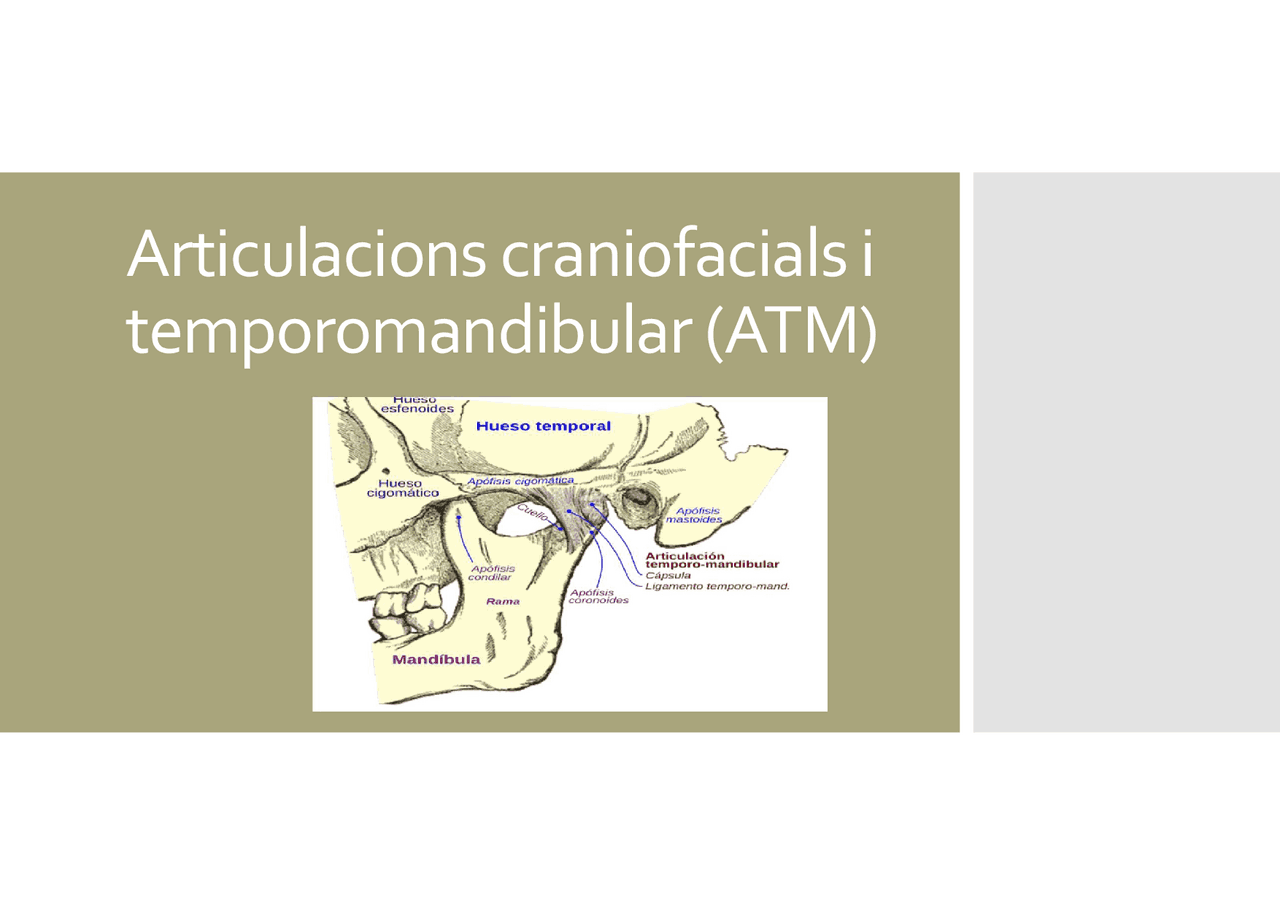 Articulacion temporo mandibular | Apuntes de Humanidades y Ciencias ...