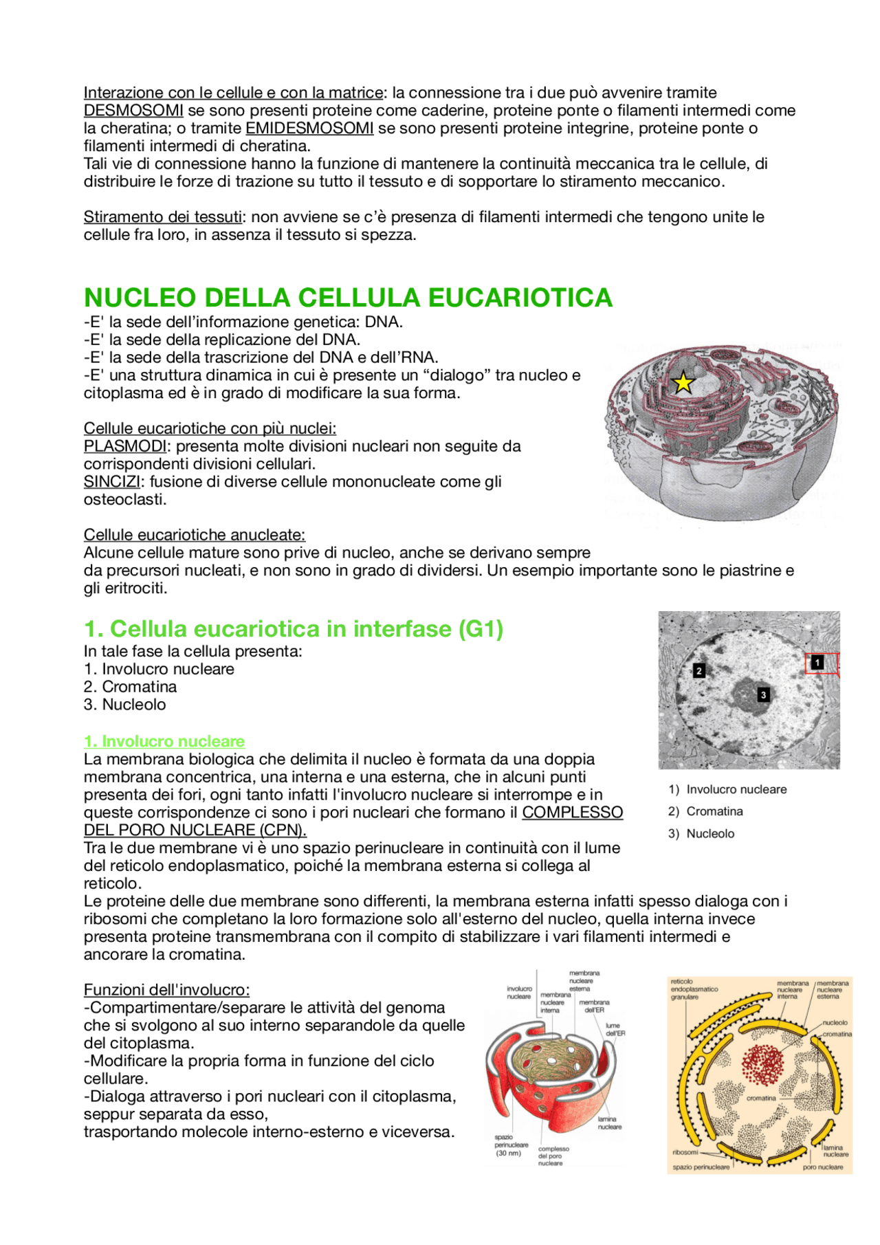 Biologia animale pt6 - CTF 1ANNO | Sbobinature di Biologia Animale ...