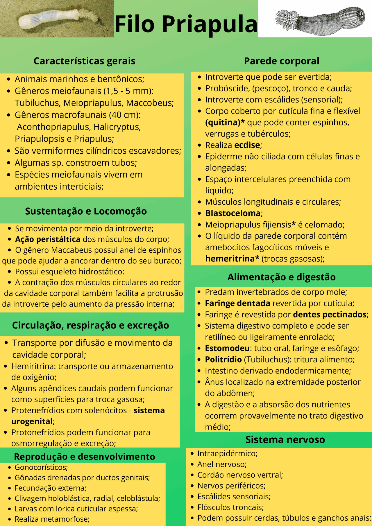 Filo Priapula: características gerais. | Resumos Zoologia | Docsity