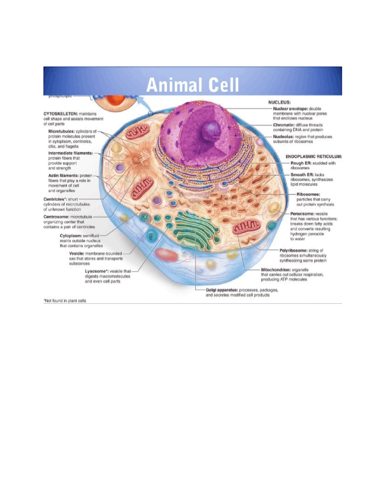 Microscope And Intro To Biology Lecture Notes Biology Docsity