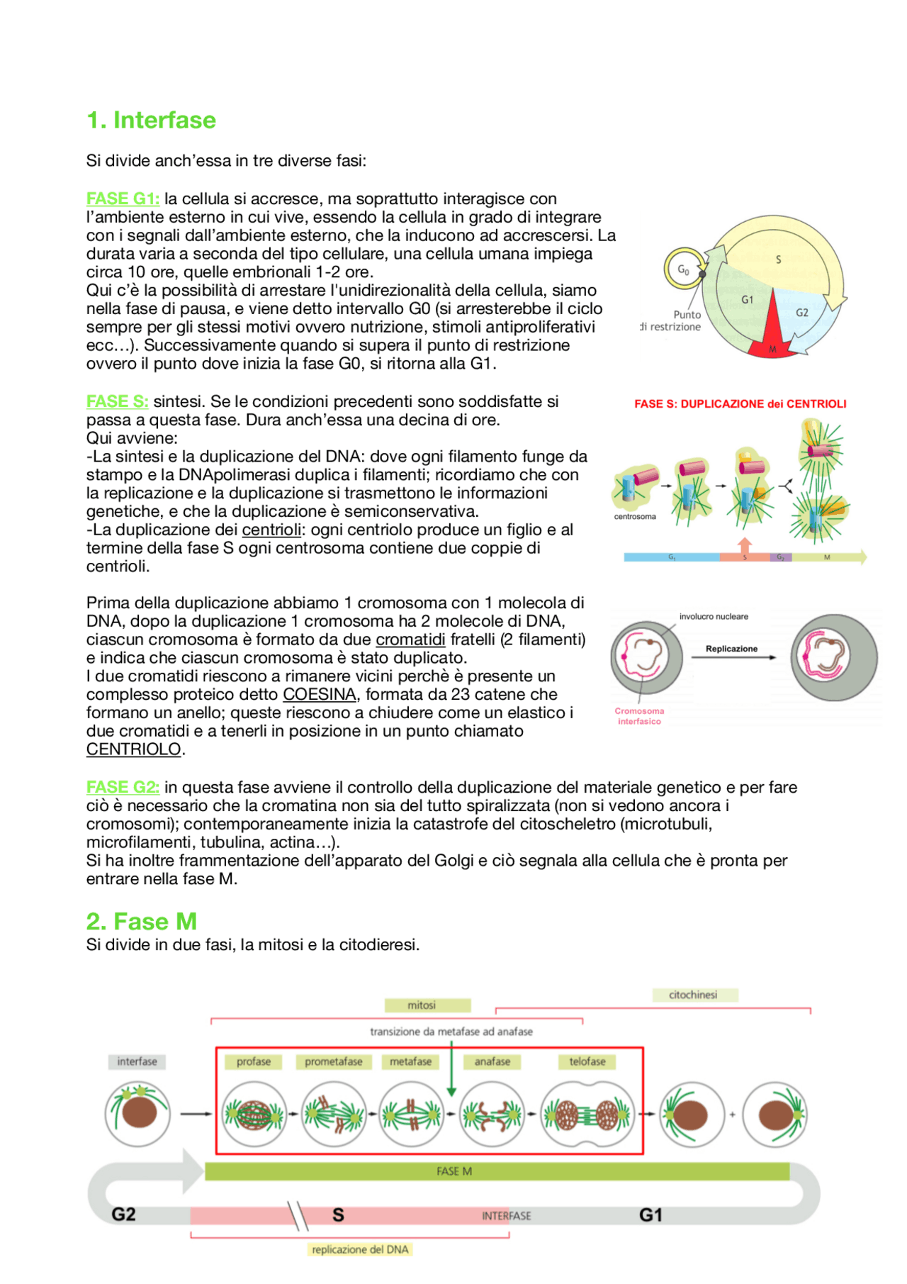 Biologia animale pt5 - CTF 1ANNO | Sbobinature di Biologia Animale ...