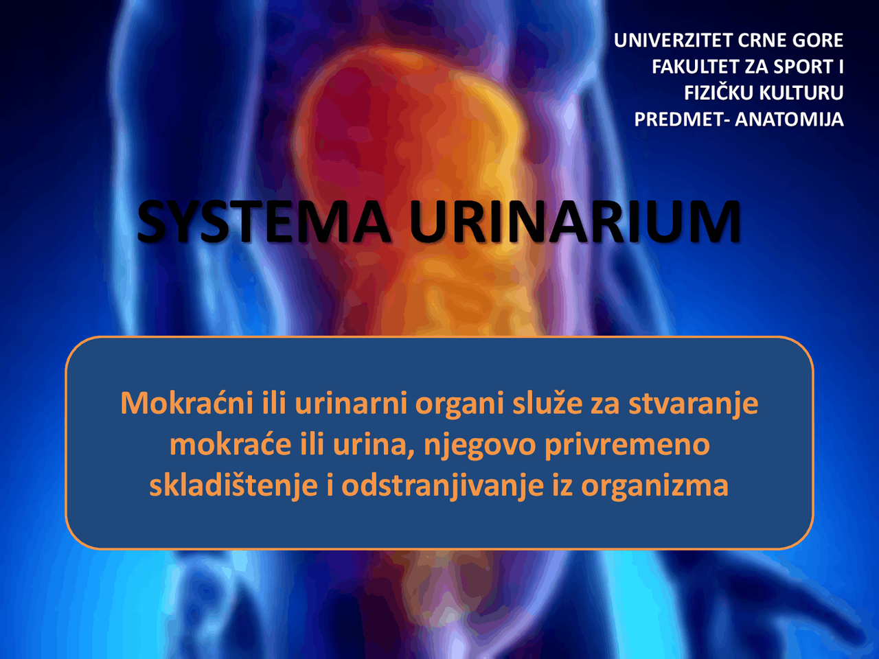 Systema Urinarium Ispiti Predlog Sport Docsity