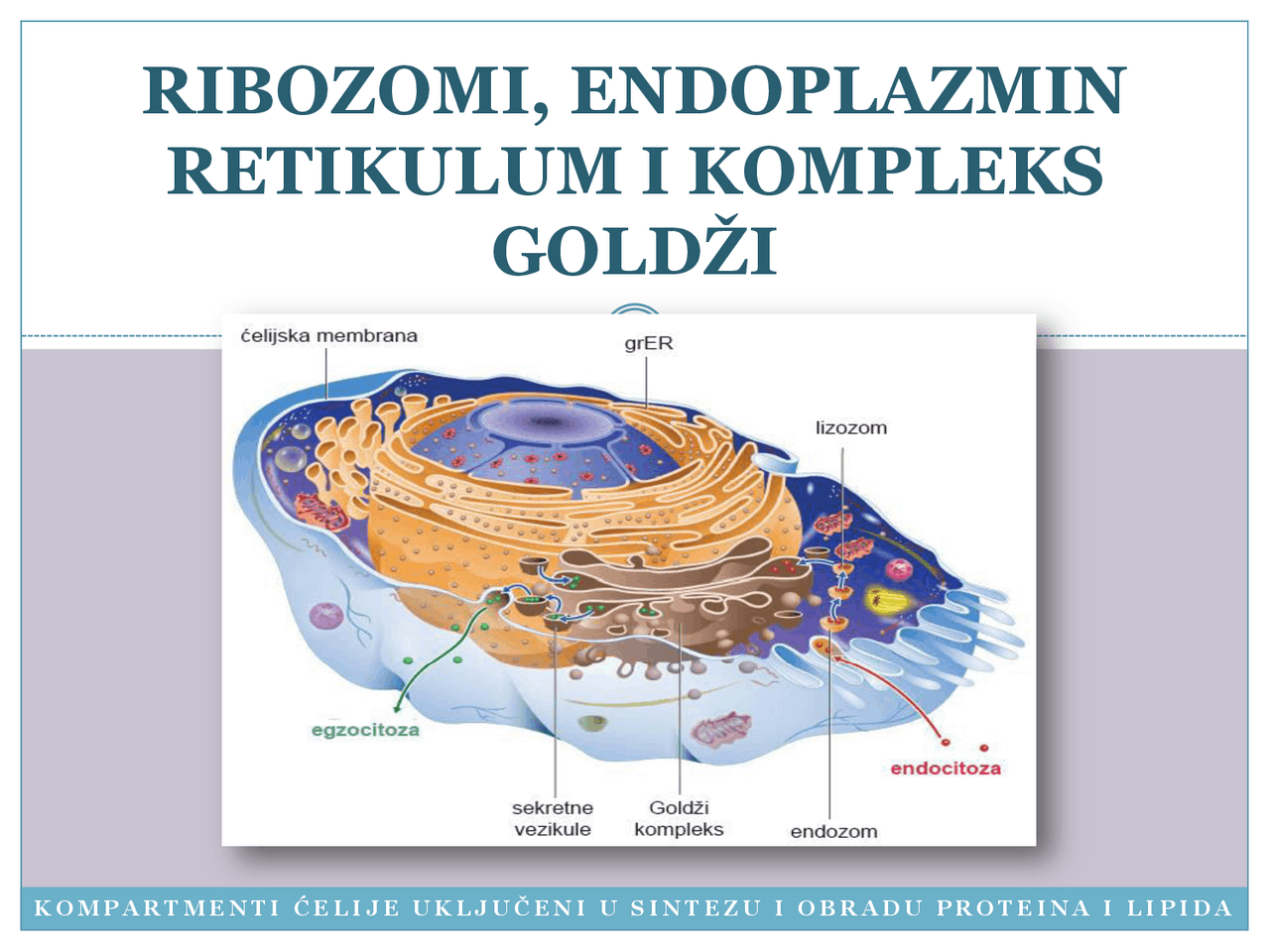 RIBOZOMI, ENDOPLAZMIN RETIKULUM I KOMPLEKS GOLDŽI | Slajdovi' predlog ...