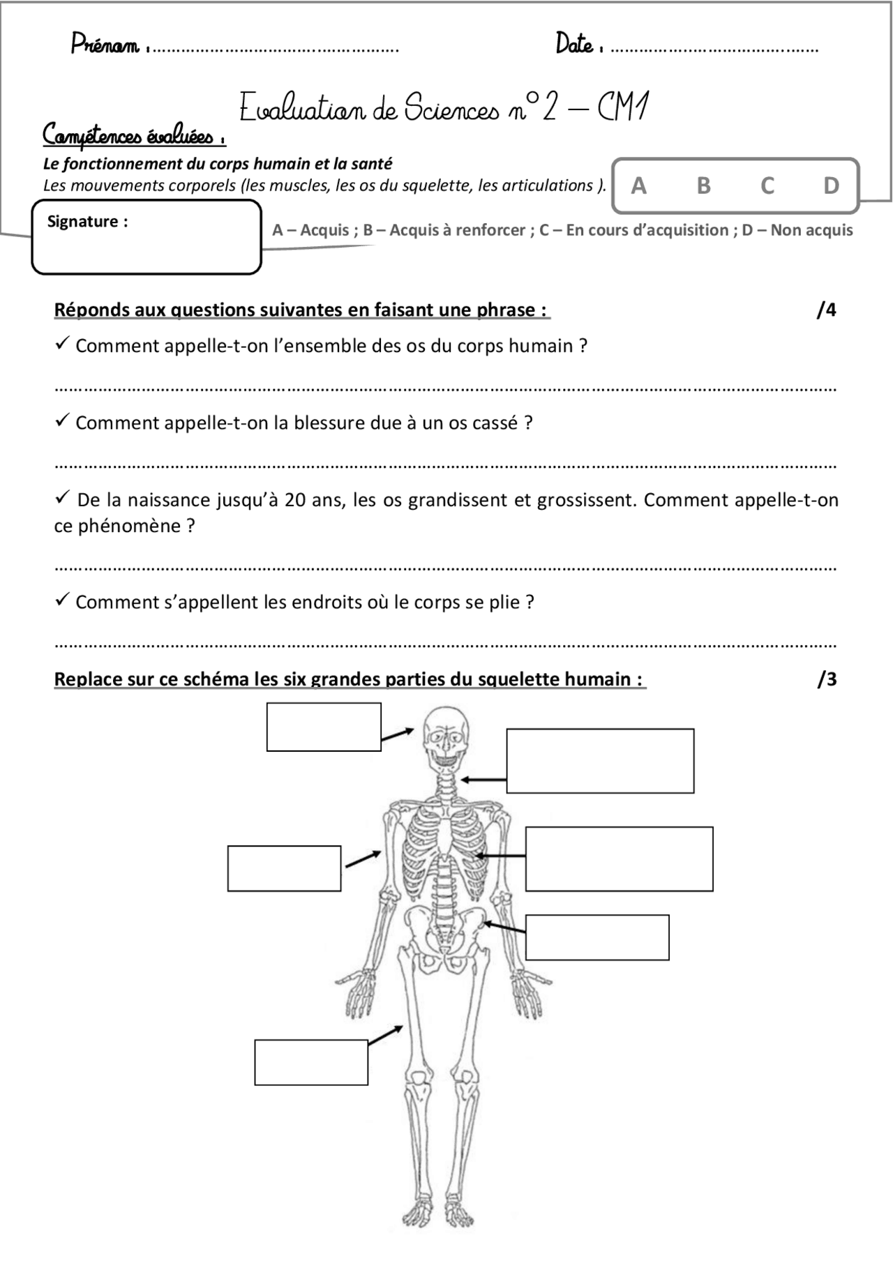 Shéma du squelette humain | Schémas Droit | Docsity