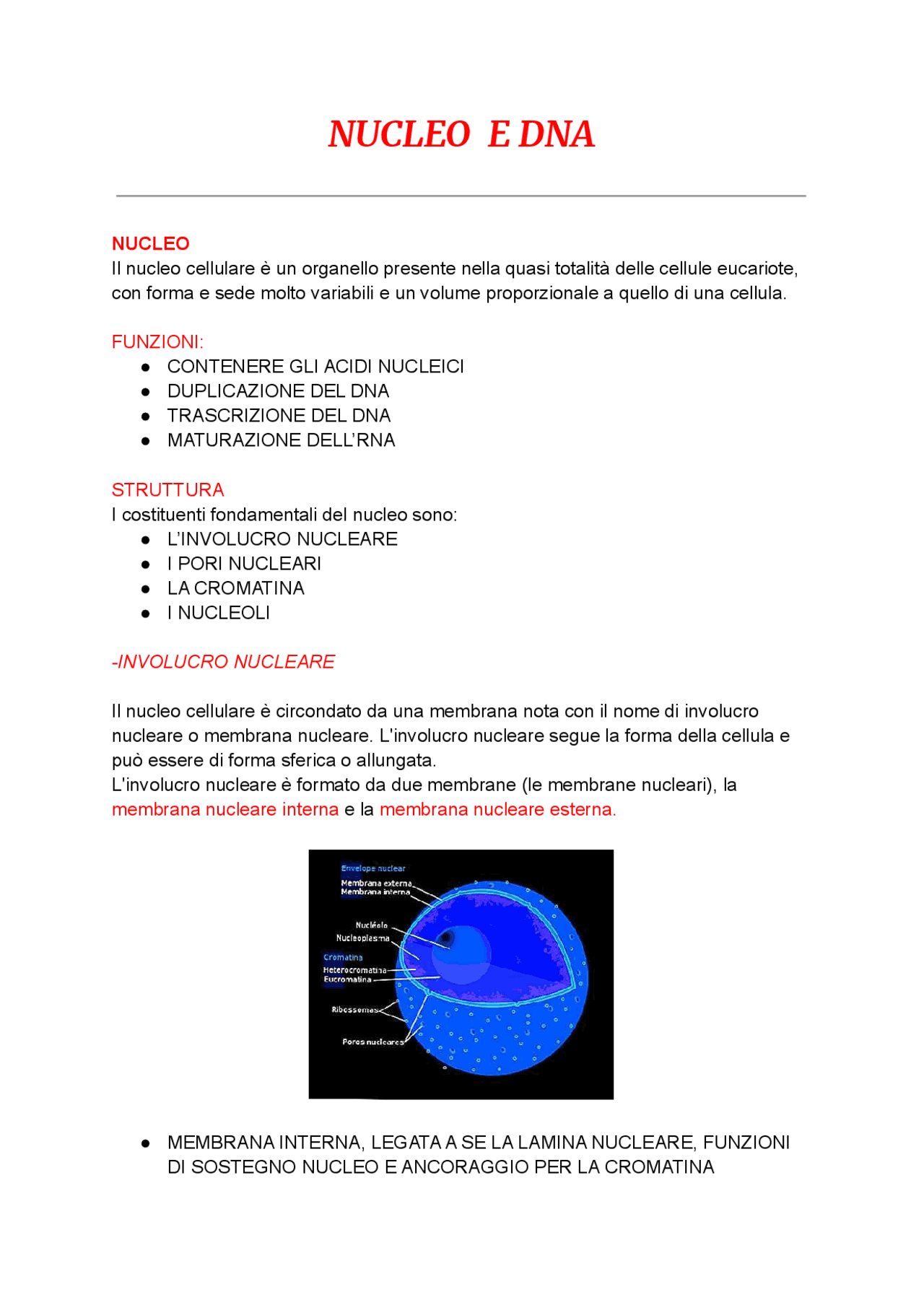 Nucleo, DNA e le sue funzioni ( TRASCRIZIONE E TRADUZIONE) | Schemi e ...