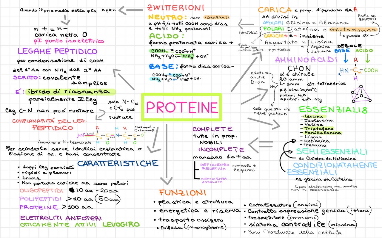 Amminoacidi, Proteine e strutture delle proteine | Schemi e mappe concettuali di Biochimica ...