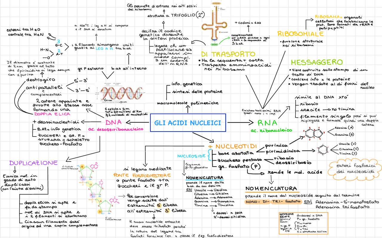Acidi nucleici e sintesi proteica | Schemi e mappe concettuali di ...