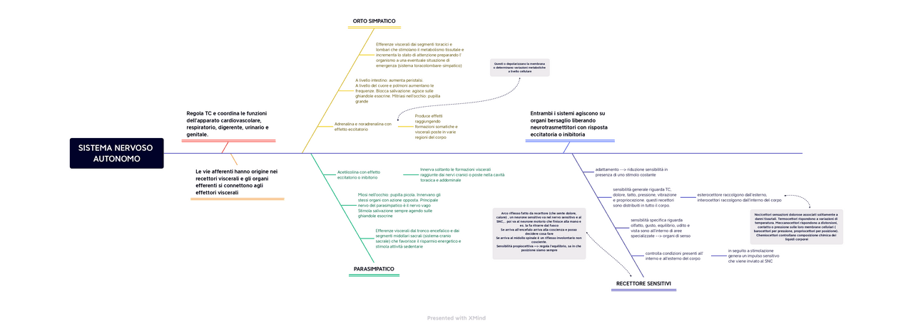Il Sistema Nervoso 3 Parte Schemi E Mappe Concettuali Di Anatomia