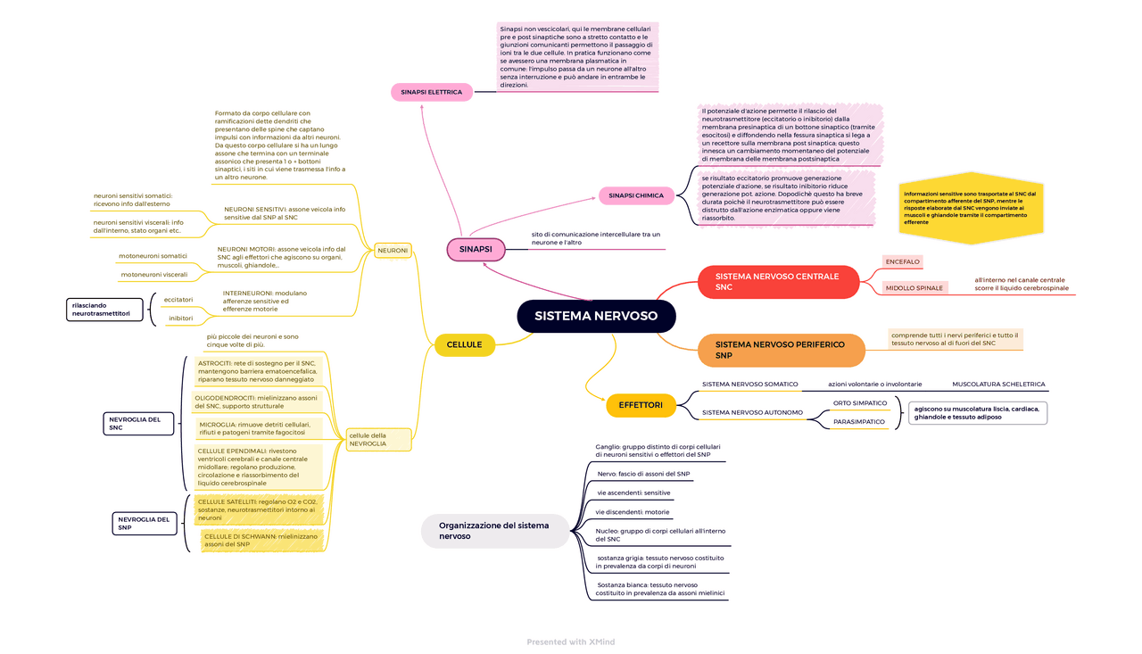 Il Sistema Nervoso 1 Parte Schemi E Mappe Concettuali Di Anatomia