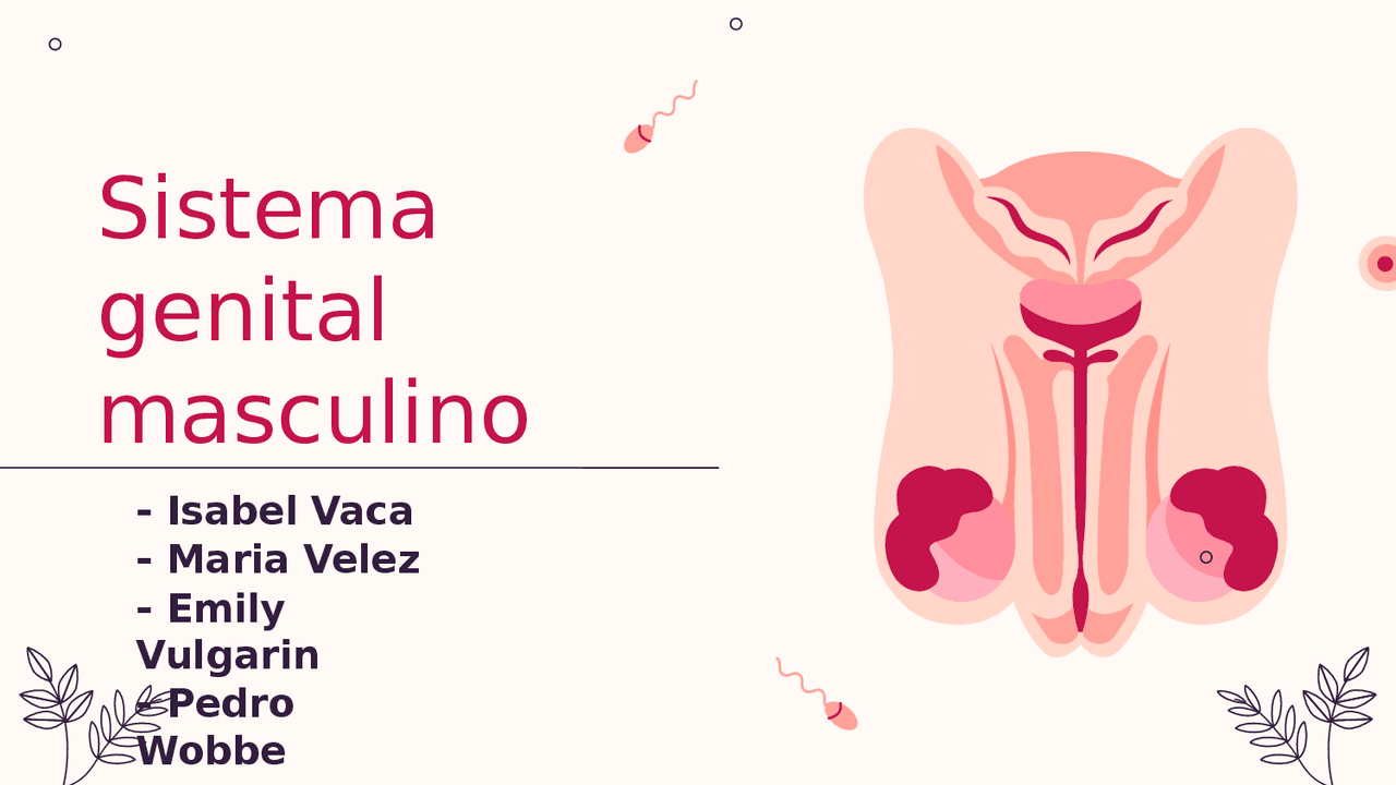 Sistema Genital Masculino Diapositivas De Embriología Docsity