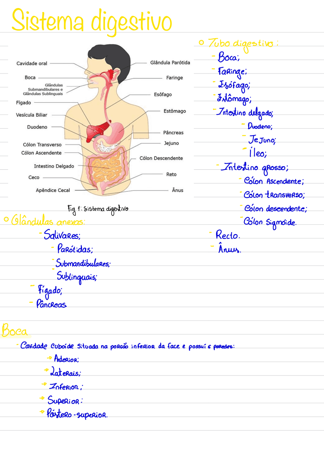Resumo Sobre O Sistema Digestivo Resumos Anatomia Docsity