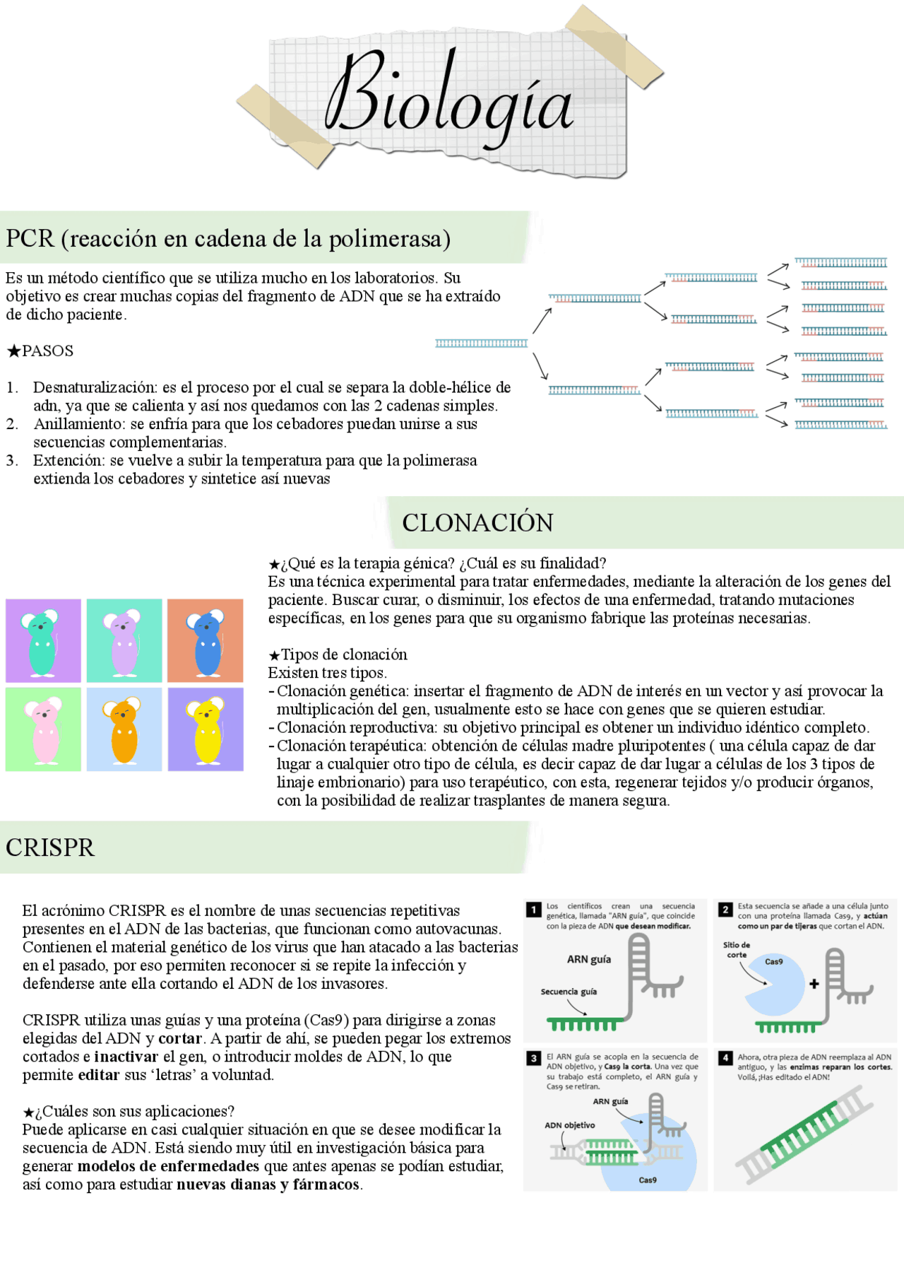 Apuntes de genética (nivel 4ºeso) | Apuntes de Biología | Docsity