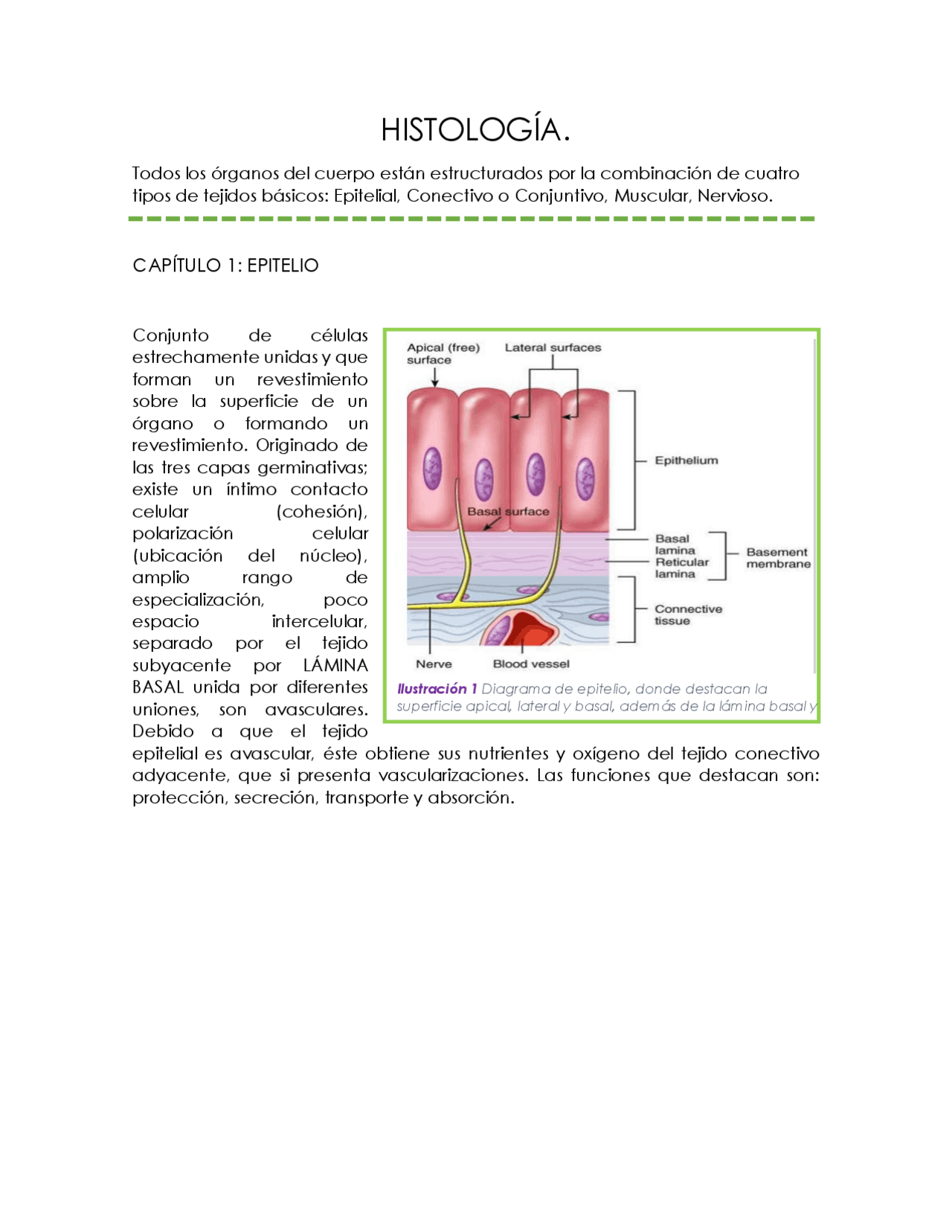 Histología Epitelios Apuntes De Histología Docsity