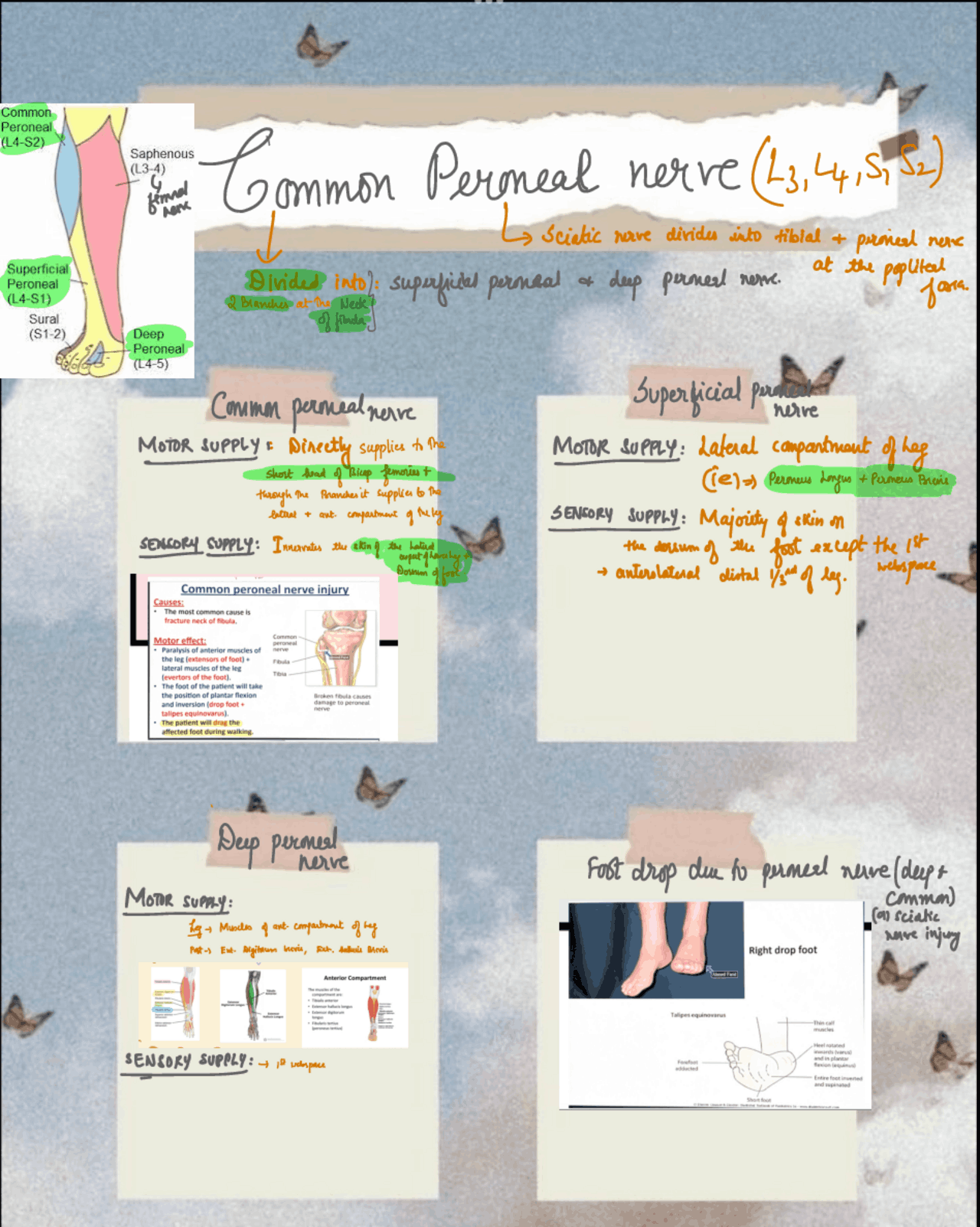 It Is A Short And Useful Summary Of The Peroneal Nerve Summaries