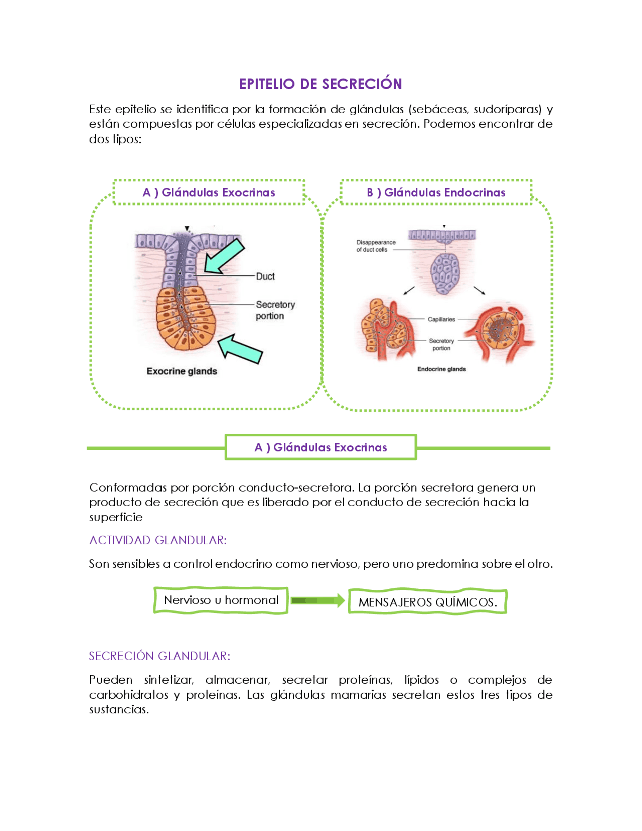 Epitelio De Secreción Apuntes De Histología Docsity