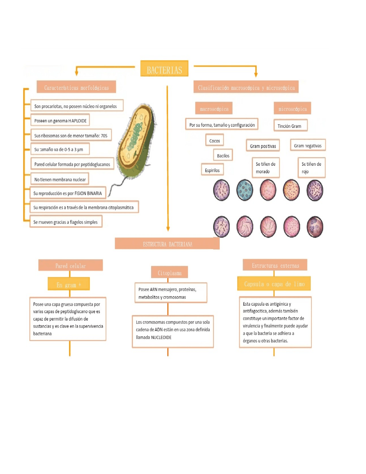 Mapa Conceptual De Bacterias Esquemas Y Mapas Conceptuales De