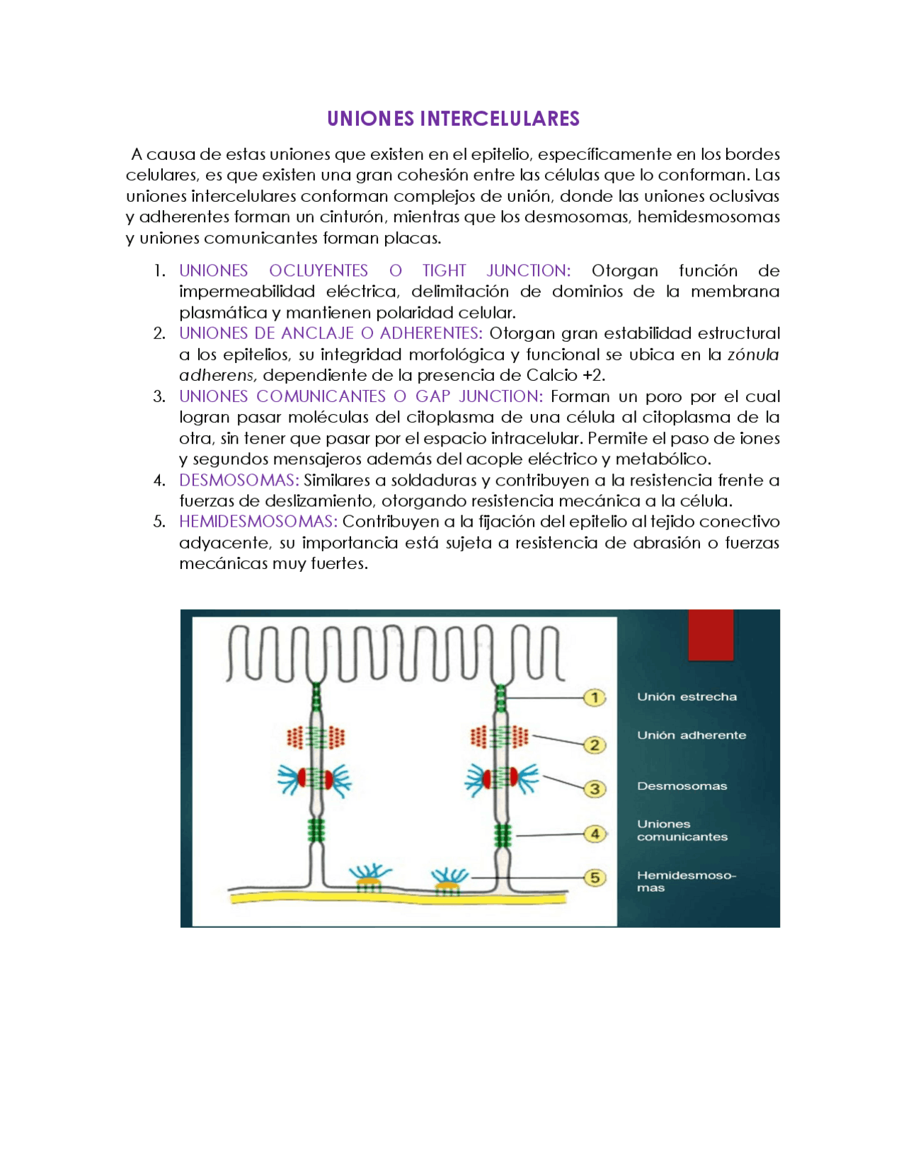 Uniones Intercelulares | Apuntes de Histología | Docsity