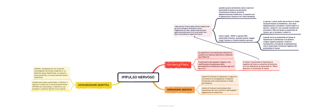 Il Sistema Nervoso 2 Parte Schemi E Mappe Concettuali Di Anatomia