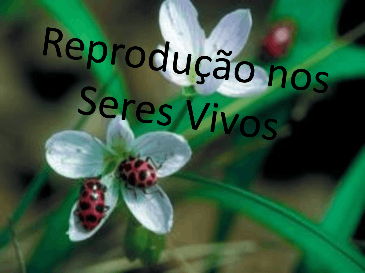 Reprodução nos Seres Vivos | Slides Probabilidade | Docsity