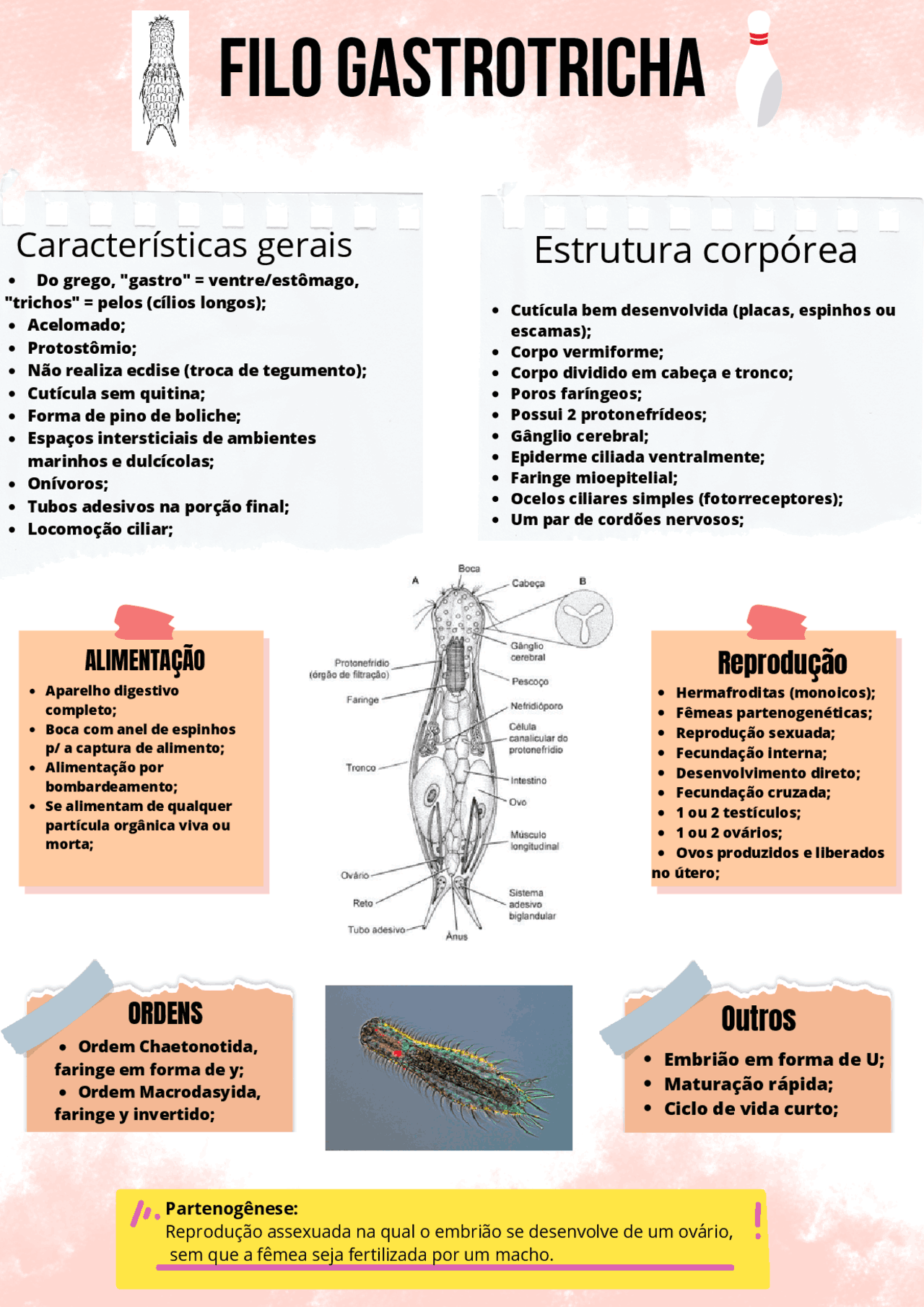 FILO GASTROTRICHA: CARACTERÍSTICAS GERAIS | Resumos Zoologia | Docsity