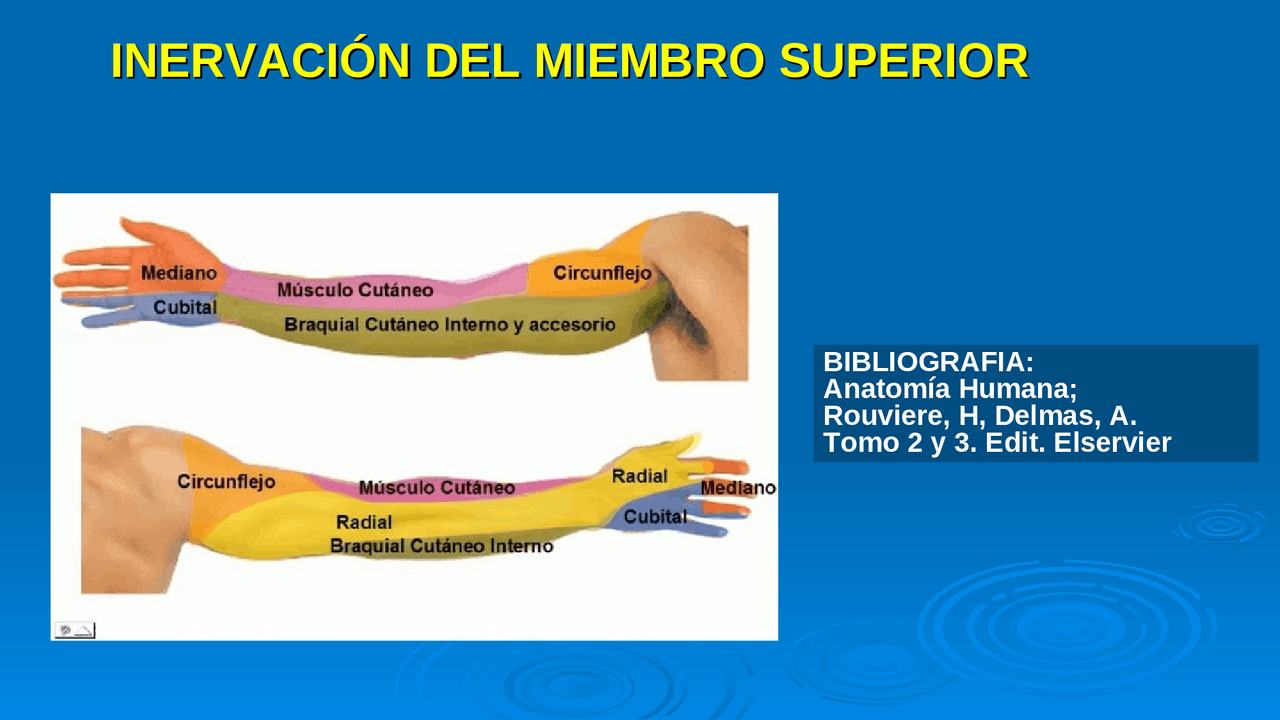 Anatomía Del Miembro Superior