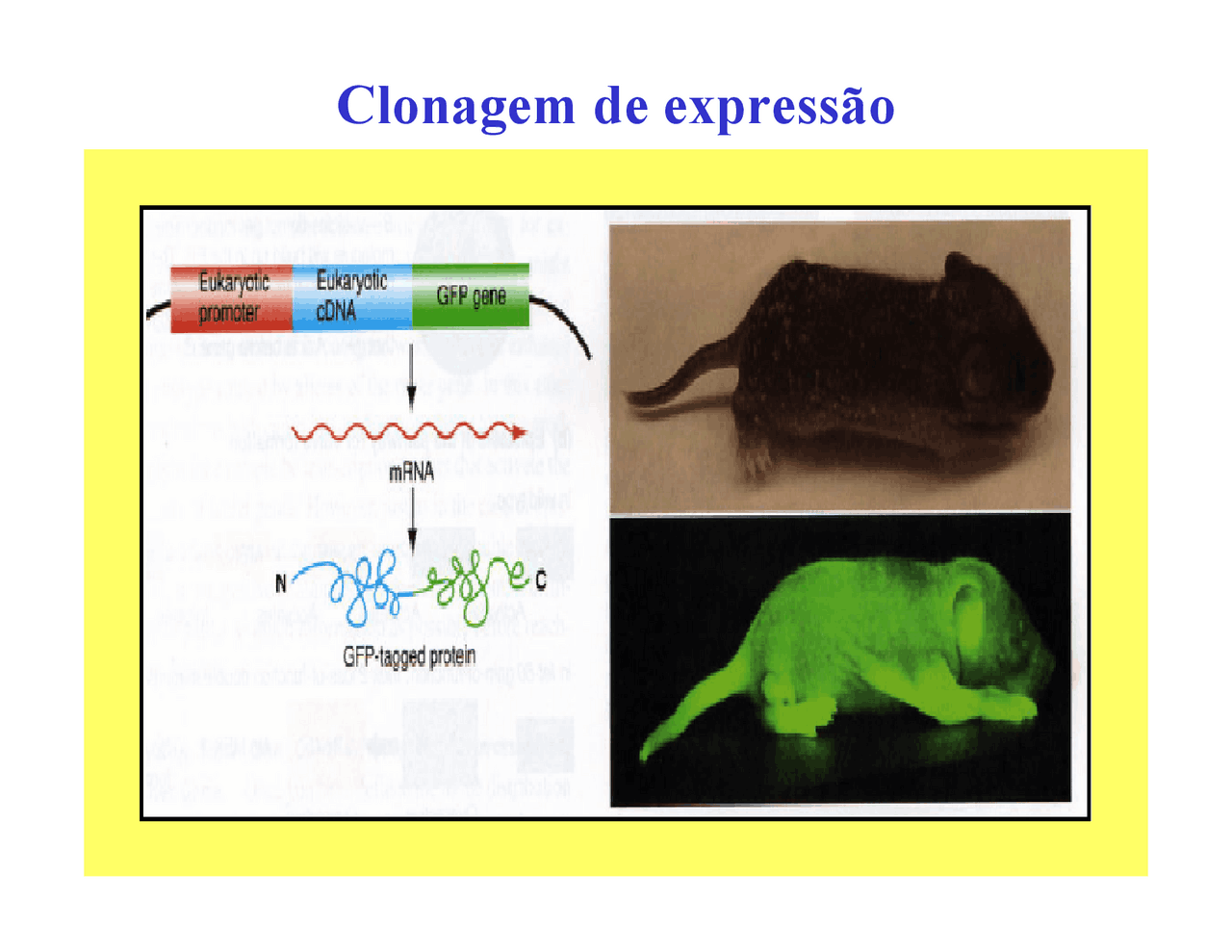 Clonagem de expressão | Esquemas Biologia | Docsity