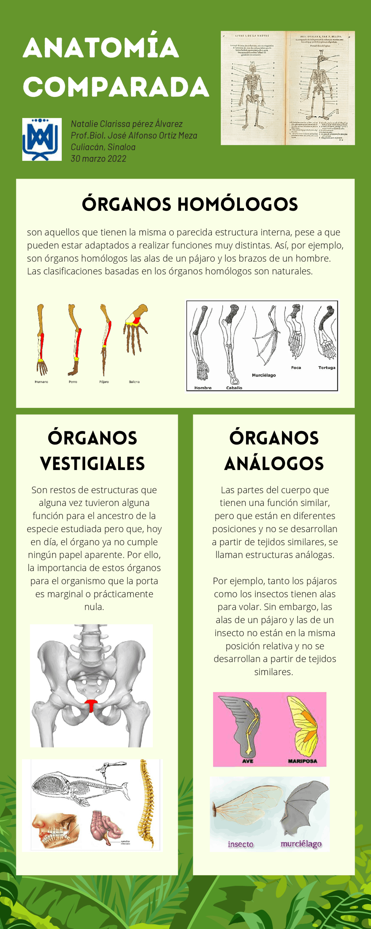 Anatomía Comparada Biología | Esquemas y mapas conceptuales de Biología ...