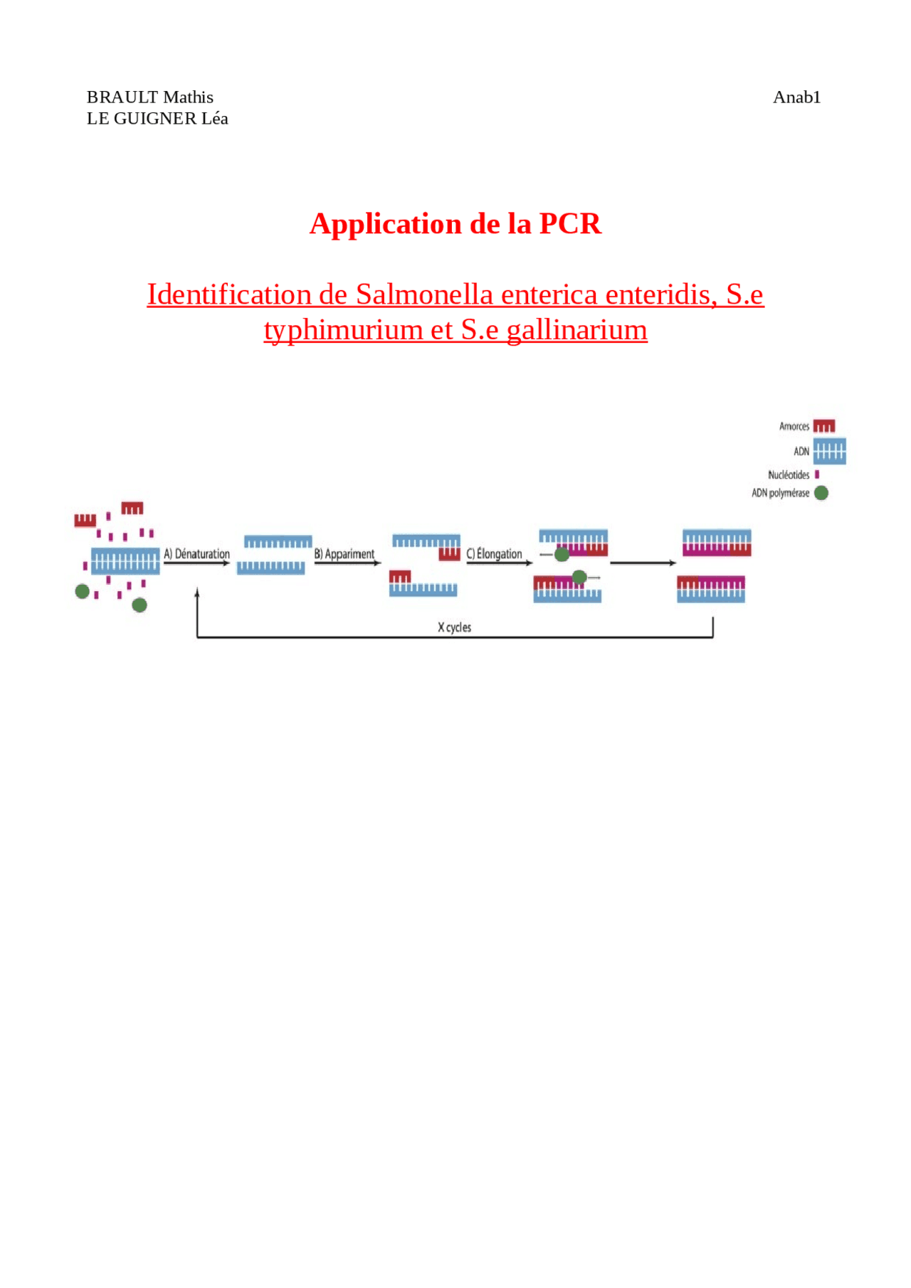 Tp De Biologie Sur La Pcr Guide Projets Recherche Biologie Docsity