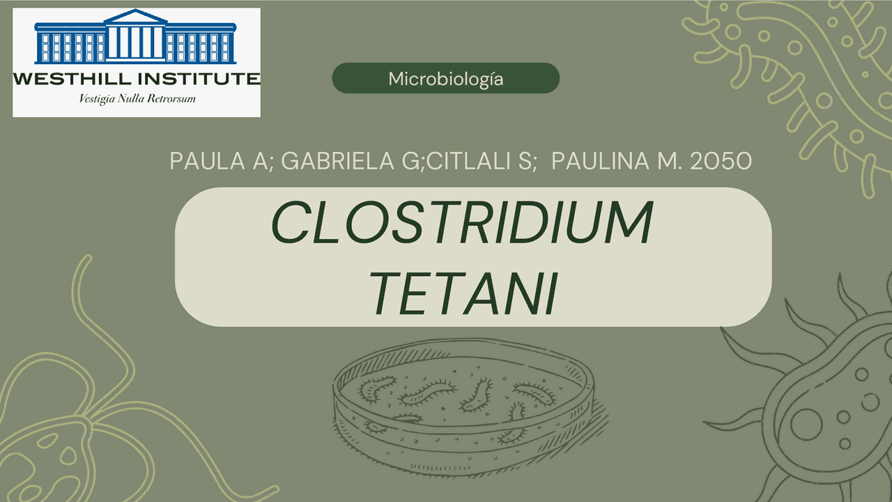 Bacteria Clostridium Tettani Esquemas Y Mapas Conceptuales De