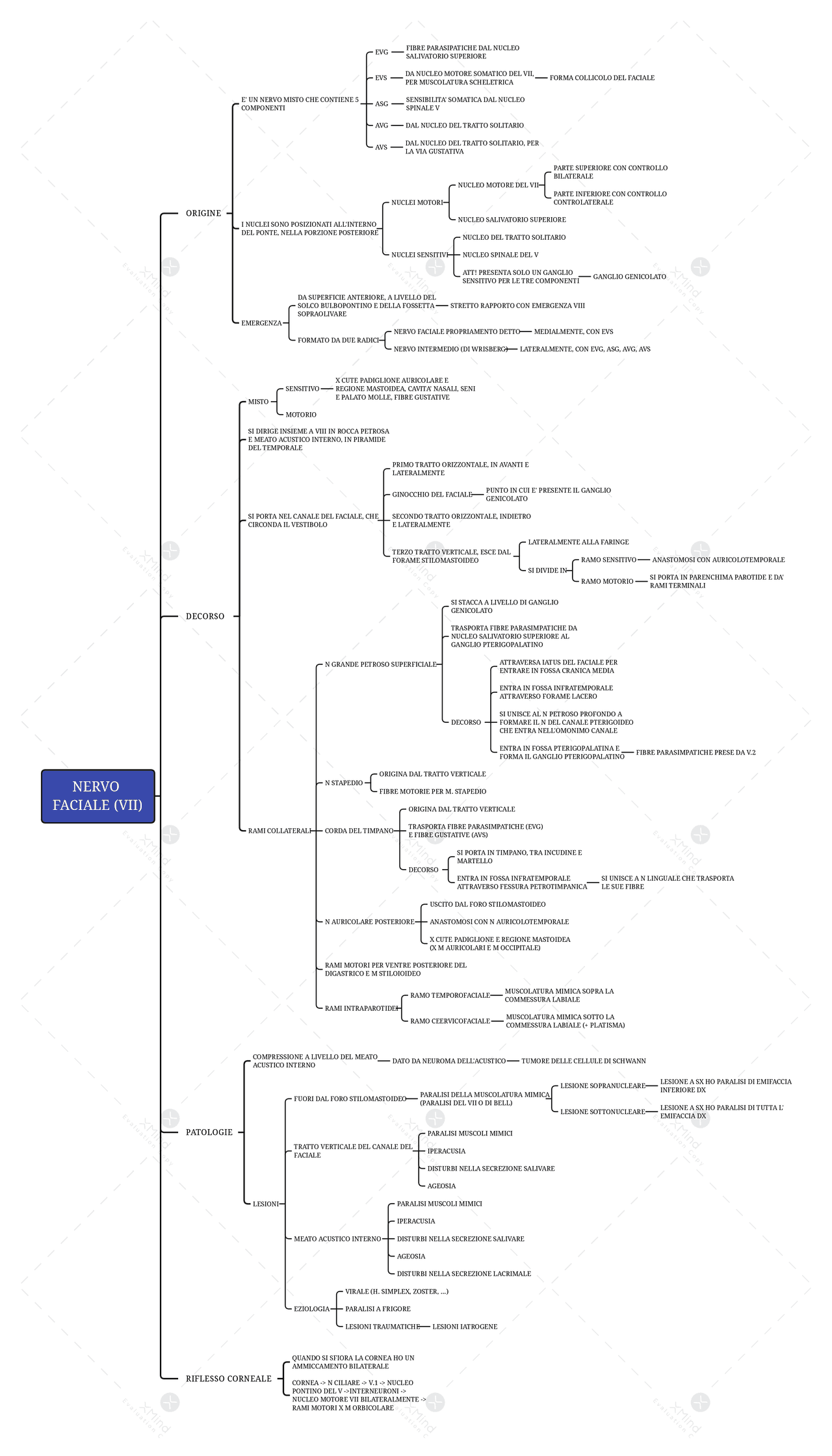 Nervi Cranici Faciale Schemi E Mappe Concettuali Di Anatomia Docsity