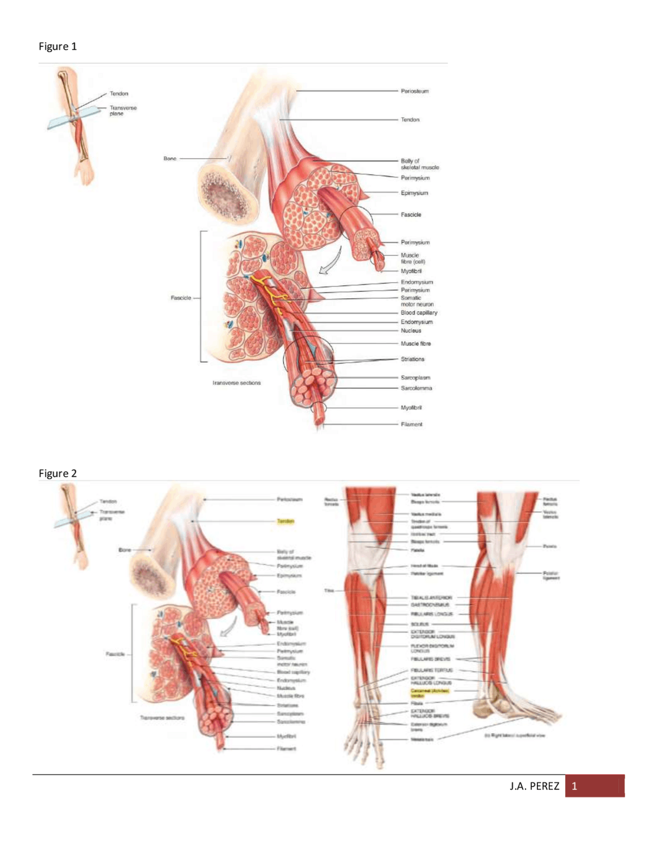 ANATOMY & PHYSIOLOGY_PHOTOS FOR MUSCULAR SYSTEM | Study notes Anatomy ...