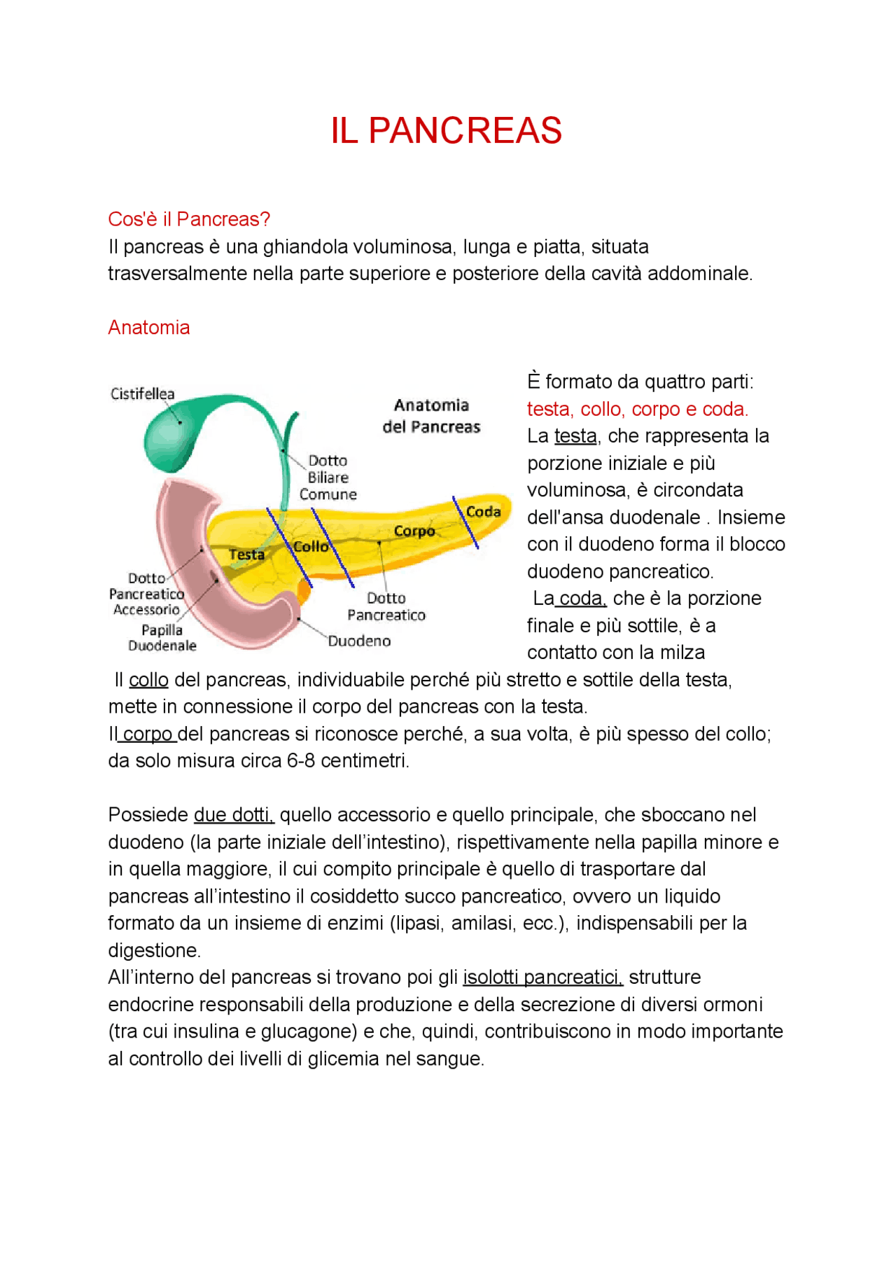 Anatomia e funzioni del pancreas | Schemi e mappe concettuali di ...