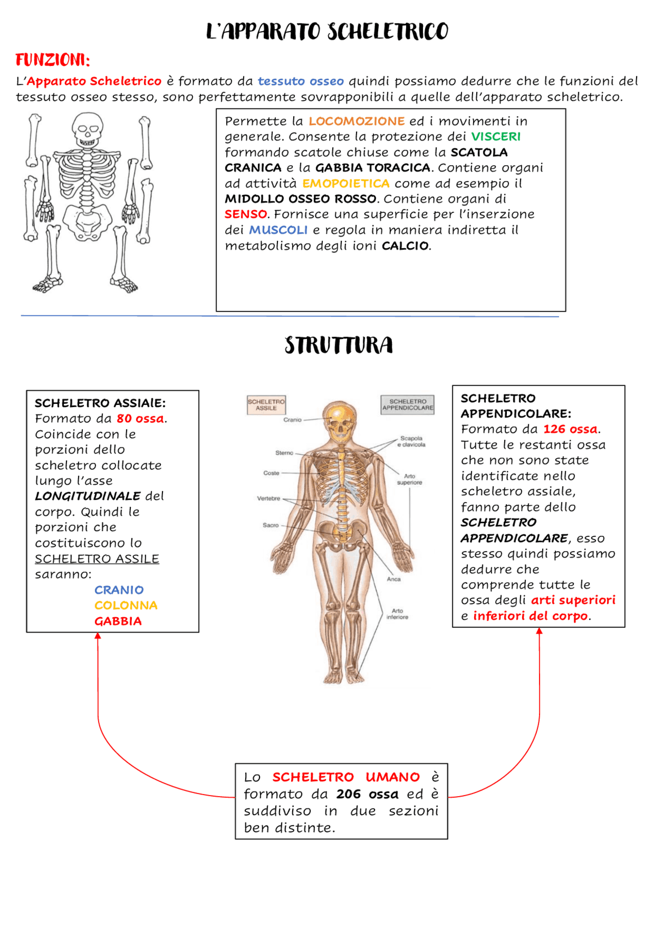 APPARATO SCHELETRICO | Sbobinature di Anatomia | Docsity