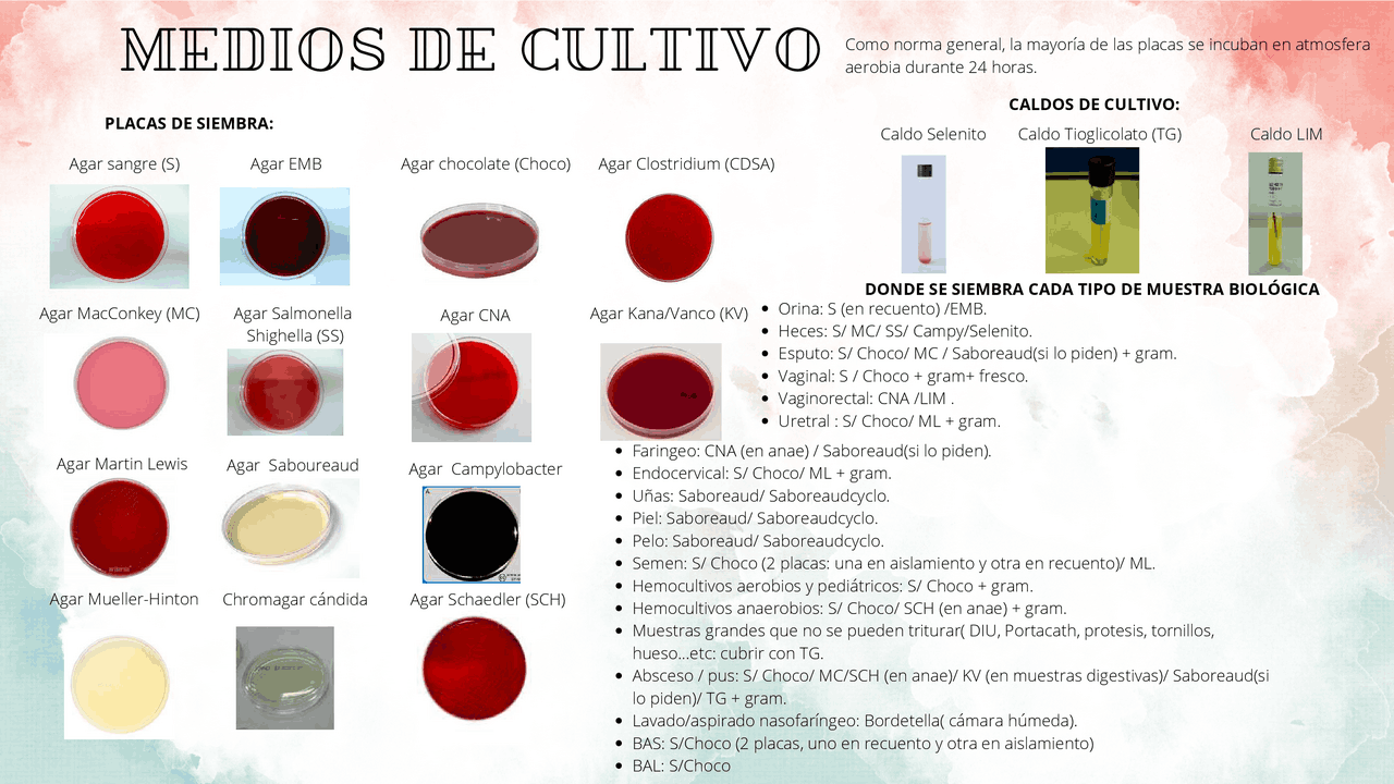 Medios de cultivo microbiologia | Esquemas y mapas conceptuales de ...