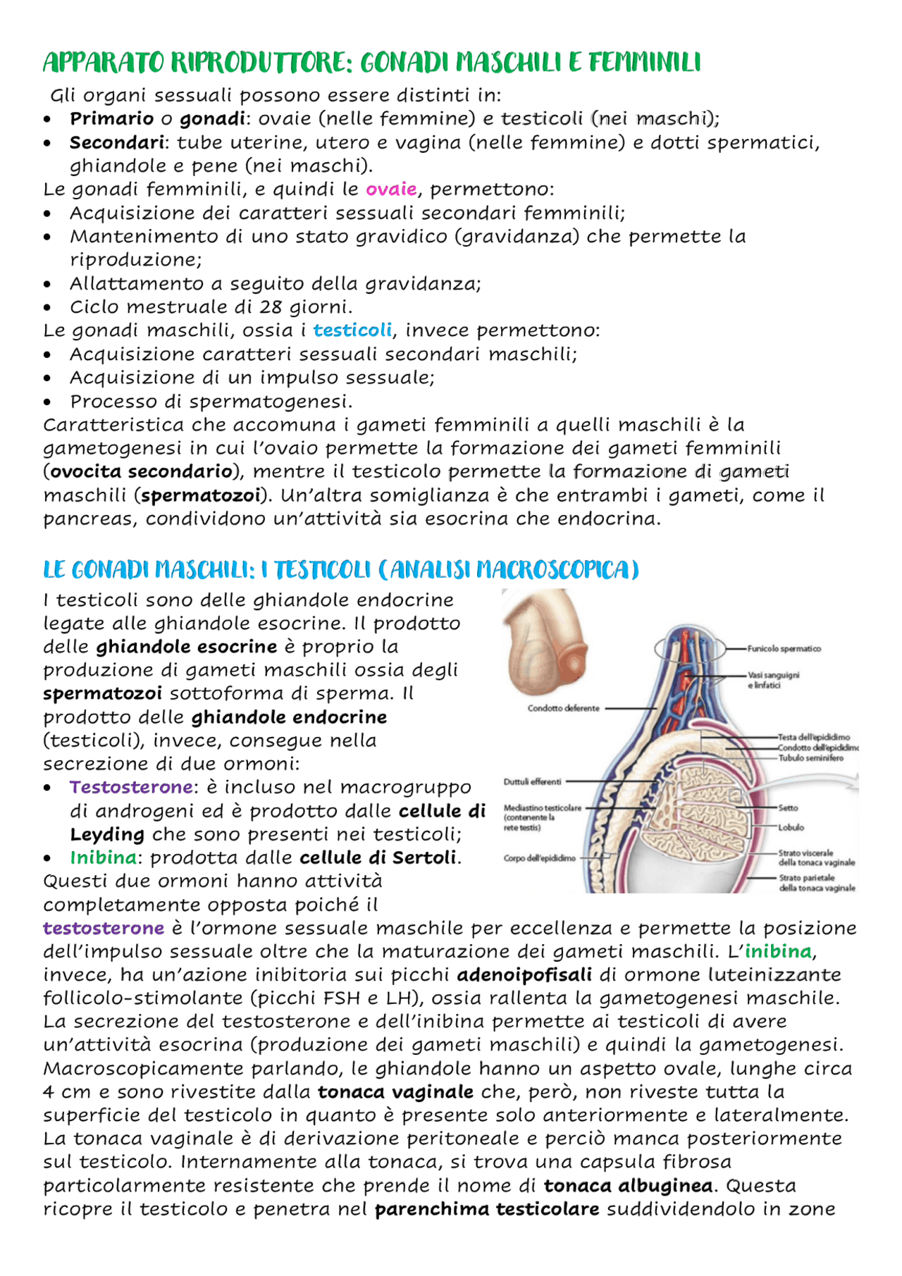 APPARATO RIPRODUTTORE-GONADI MASCHILI E FEMMINILI | Sbobinature di ...