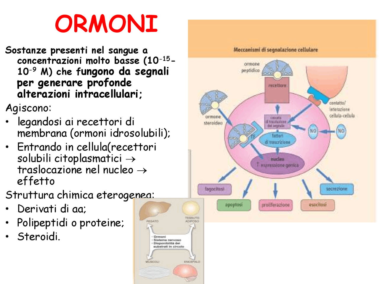 Interazione ormone recettore | Dispense di Chimica Biorganica | Docsity