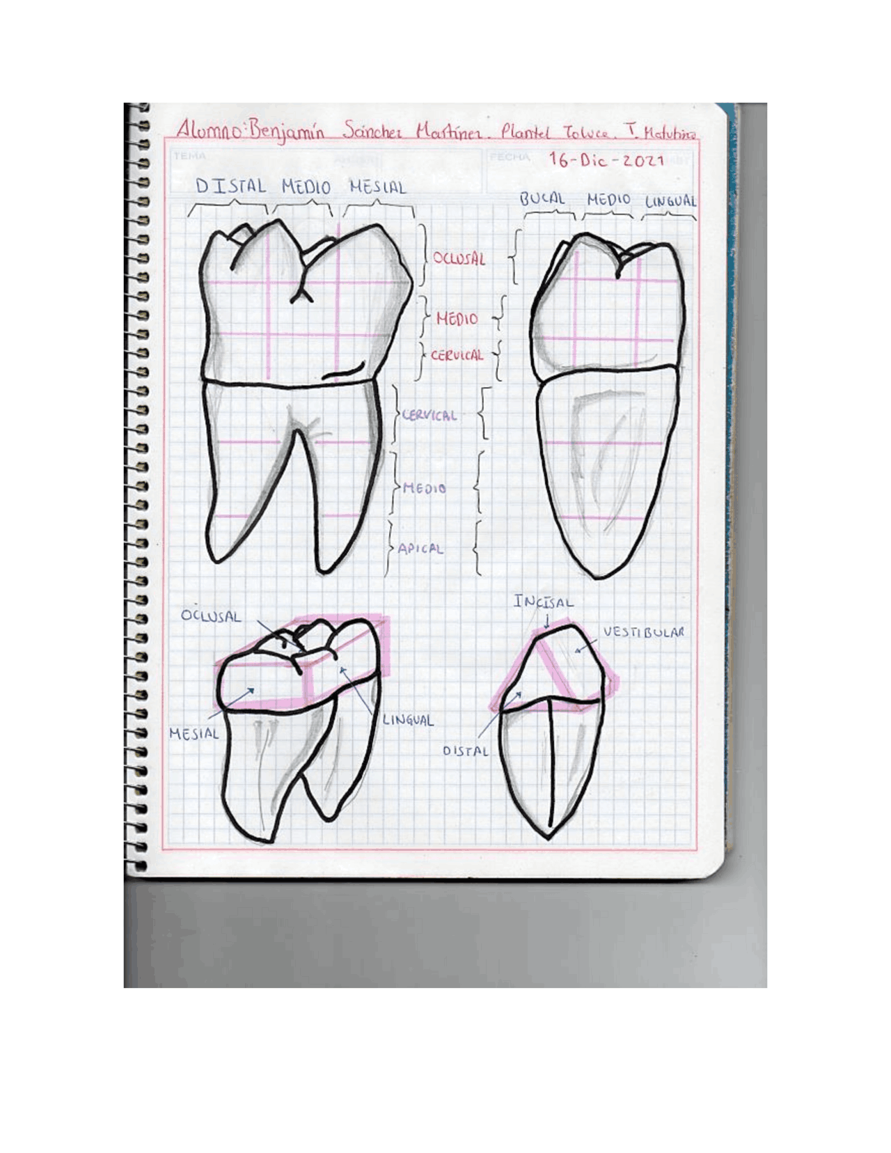 ESQUEMA ANATOMIA DEL DIENTE | Apuntes de Odontología | Docsity