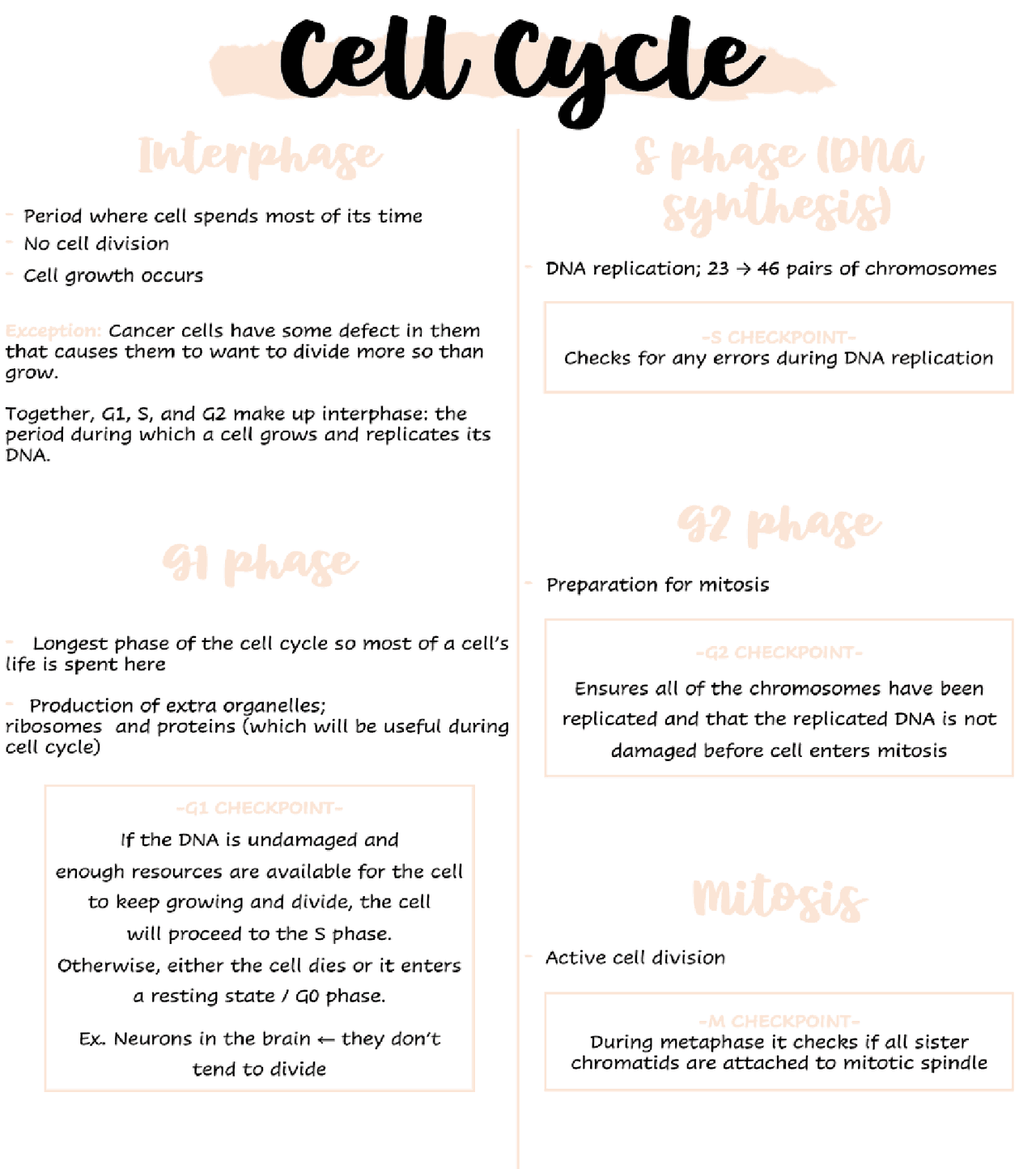 The mitotic cell cycle - Cambridge IGCSE Biology notes | Study notes ...