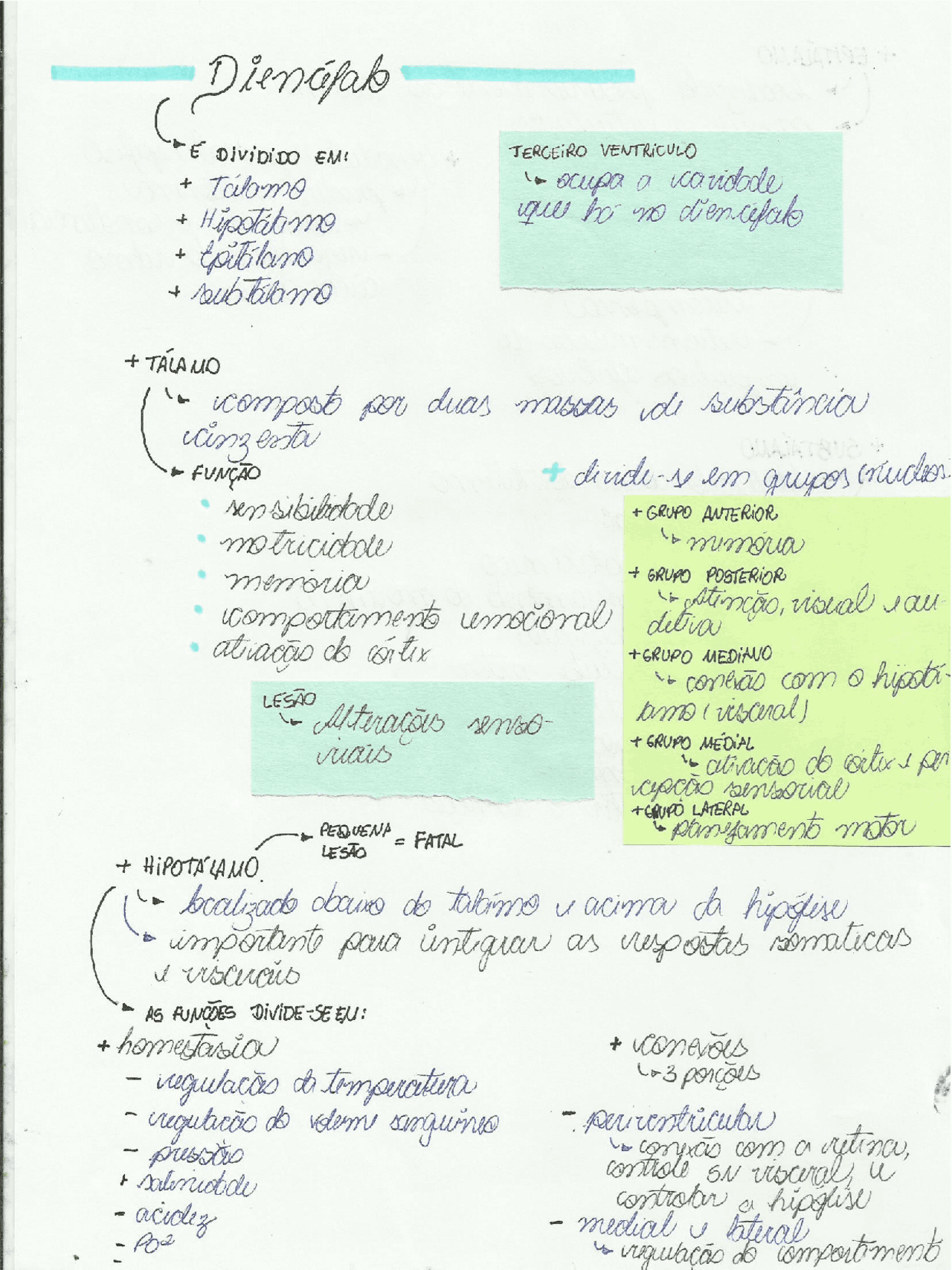 Cerebelo Parte 4 Continuação Resumos Neuroanatomia Docsity