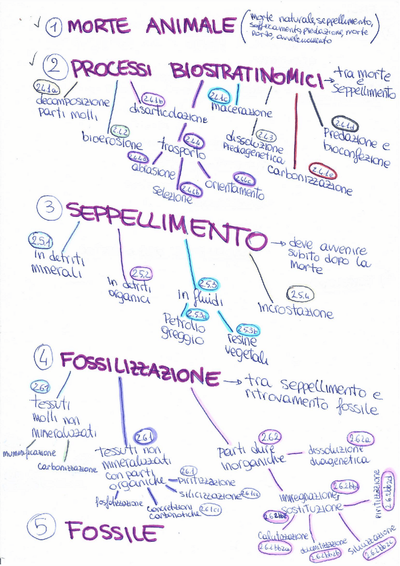 Schema Con Parole Chiave Sulla Fossilizzazione Schemi E Mappe
