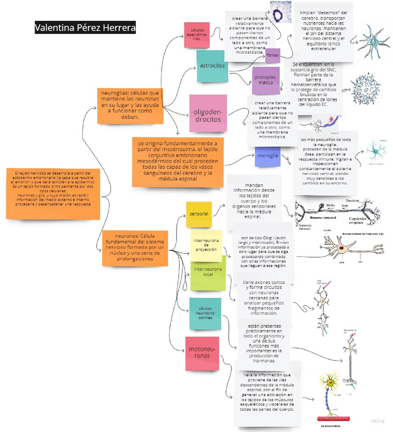 Neuronas Y Sus Tipos Esquemas Y Mapas Conceptuales De Neuroanatomía