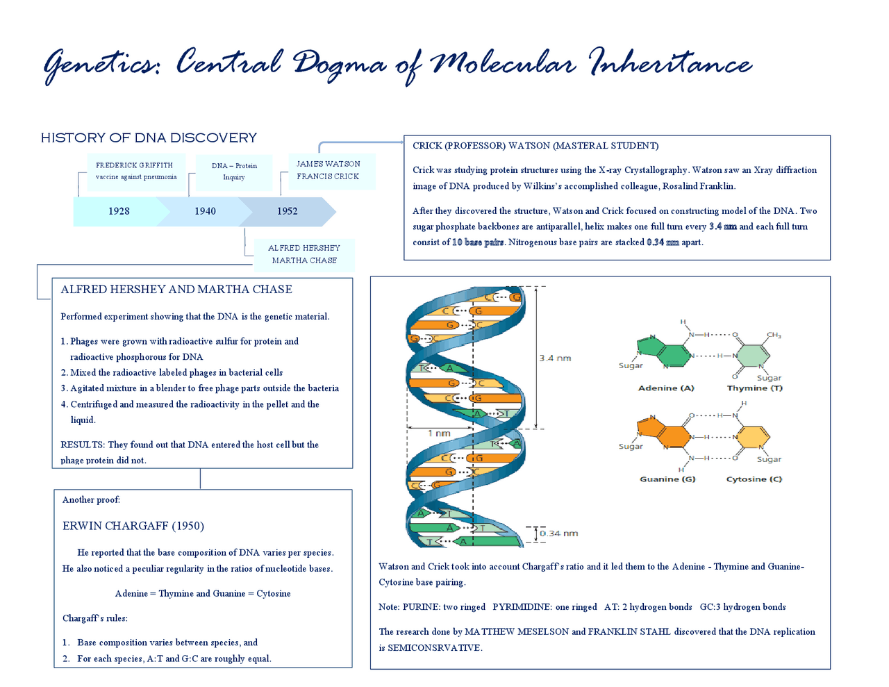 Genetics - Central Dogma Introduction | Study notes Genetics | Docsity