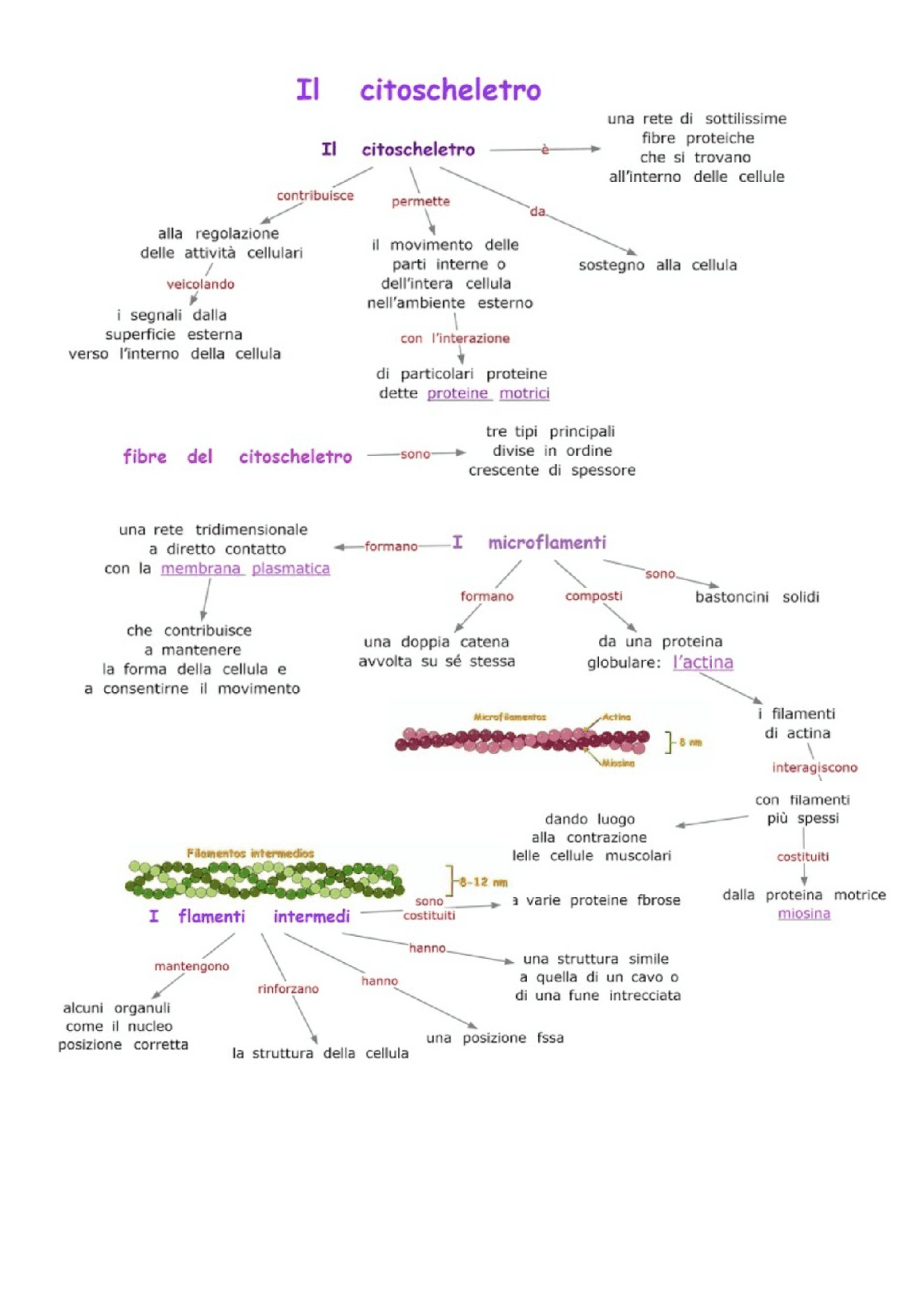 Il citoscheletro struttura | Schemi e mappe concettuali di Biologia | Docsity