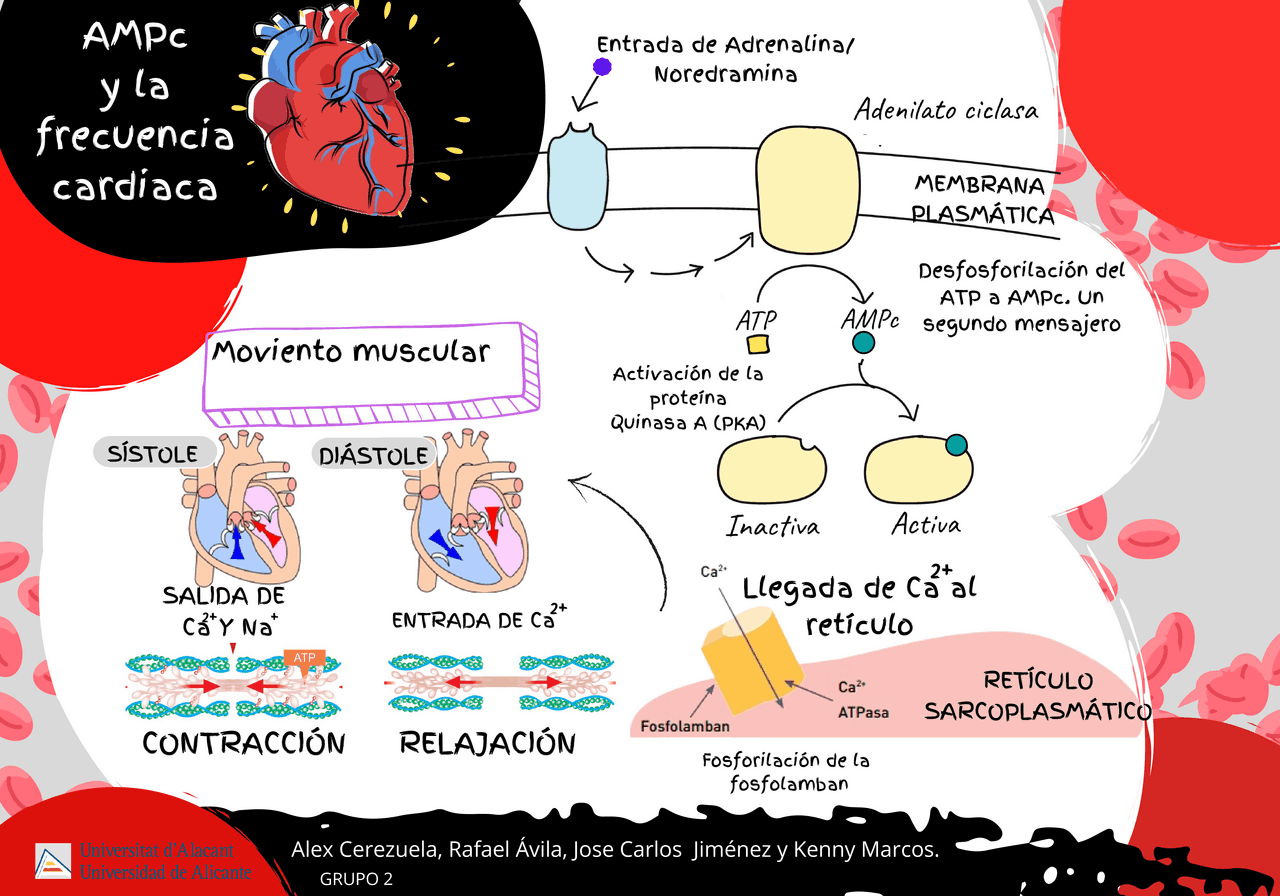 Contraccion cardiaca | Monografías, Ensayos de Biología | Docsity