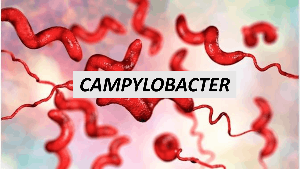 Campylobacter - bactérias gram-negativas, espirais e microaerofílicas ...