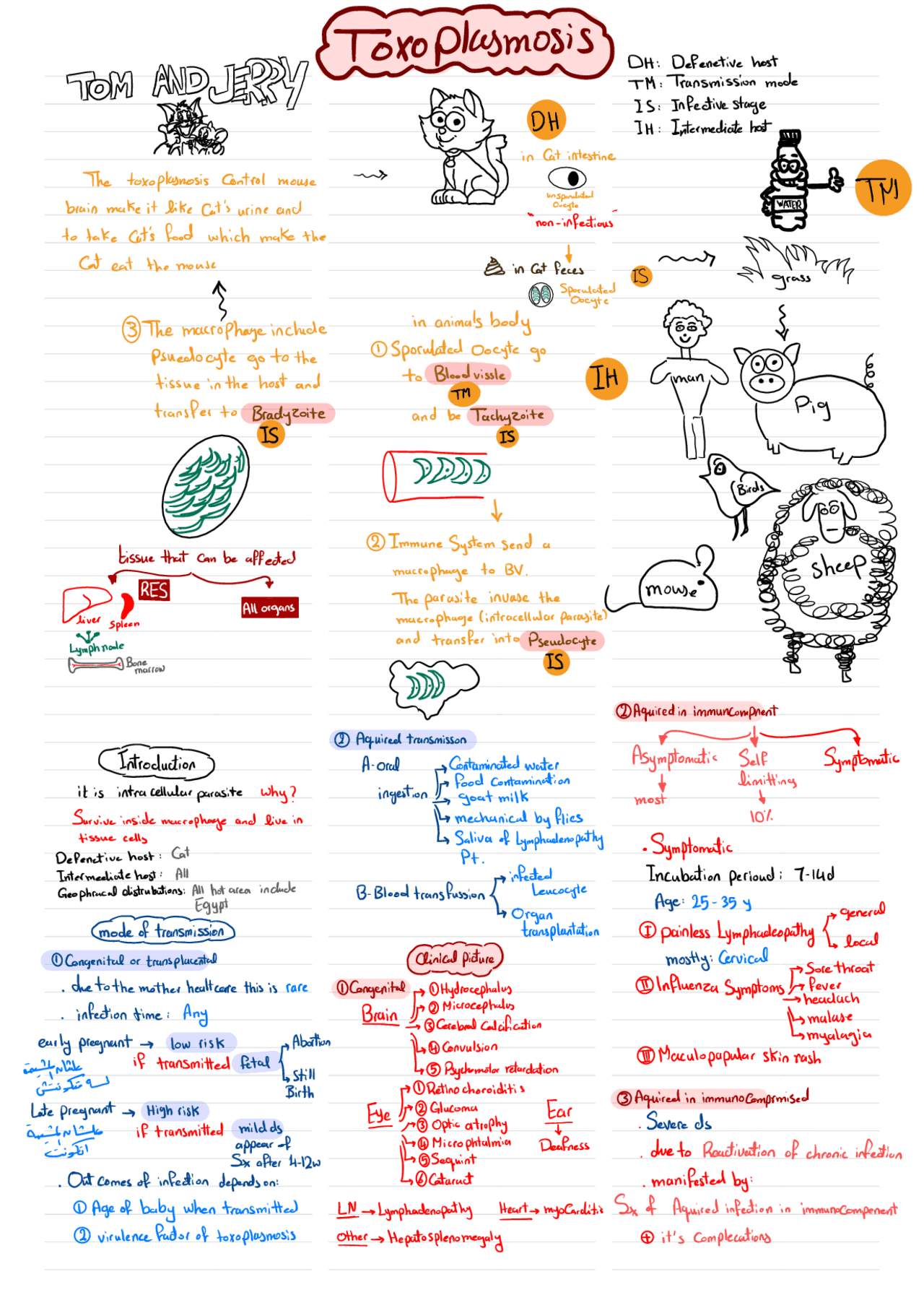 Toxoplasmosis Infection Desease Lecture Notes Medicine Docsity