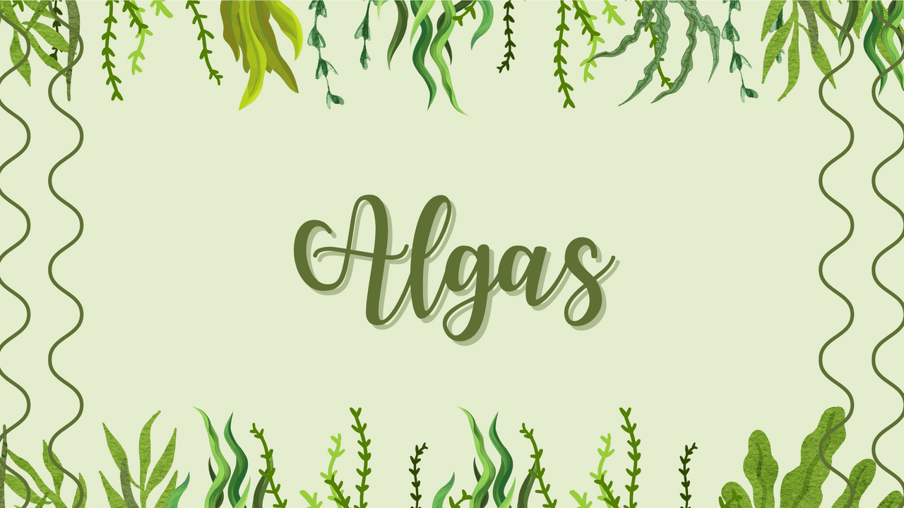 Algas: tipos de microalgas y macroalgas. | Diapositivas de ...