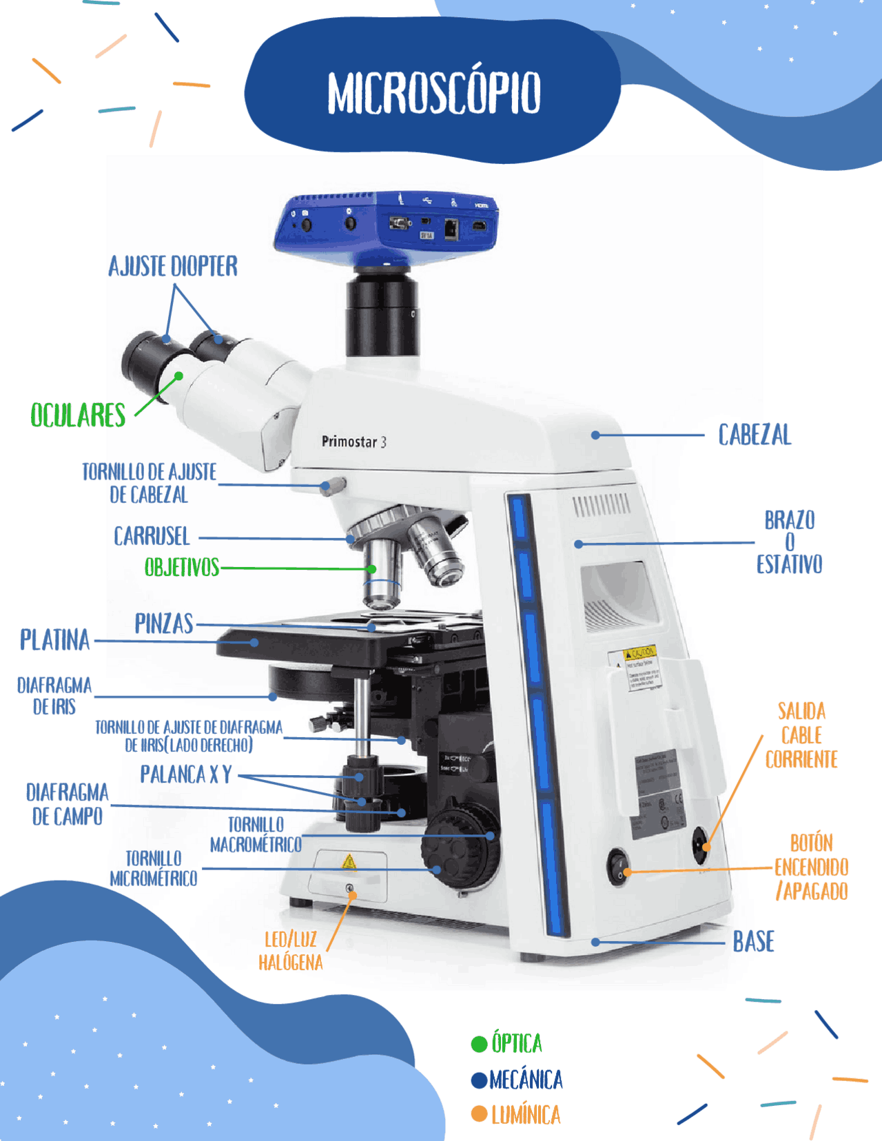 Partes del microscopio | Diapositivas de Biología | Docsity