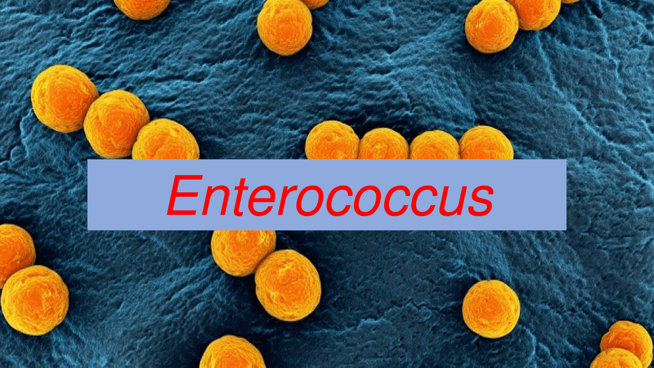 Enterococcus - Cocos Gram-positivos | Slides Microbiologia | Docsity