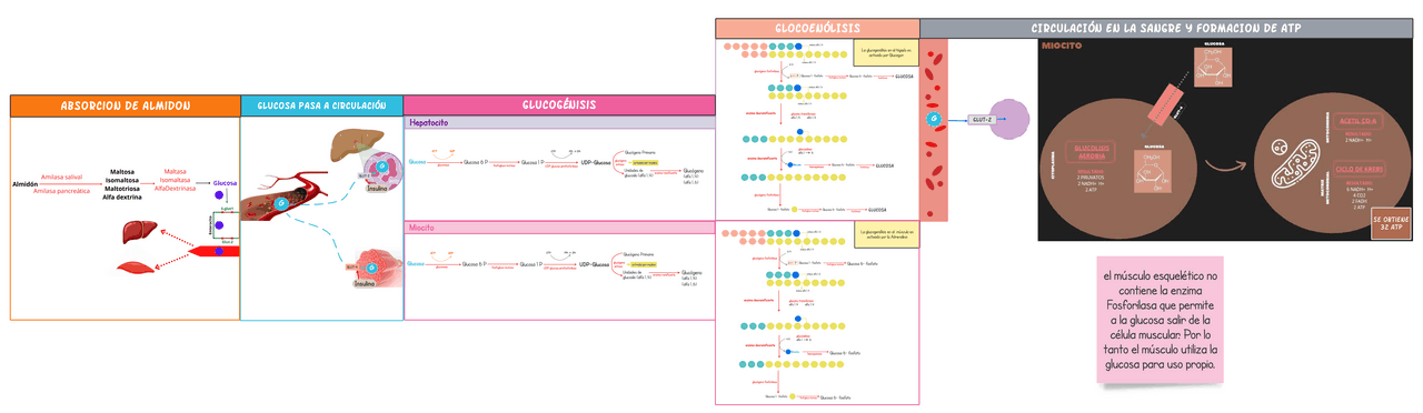 Esquema 4 - bioquímica | Esquemas y mapas conceptuales de Bioquímica ...